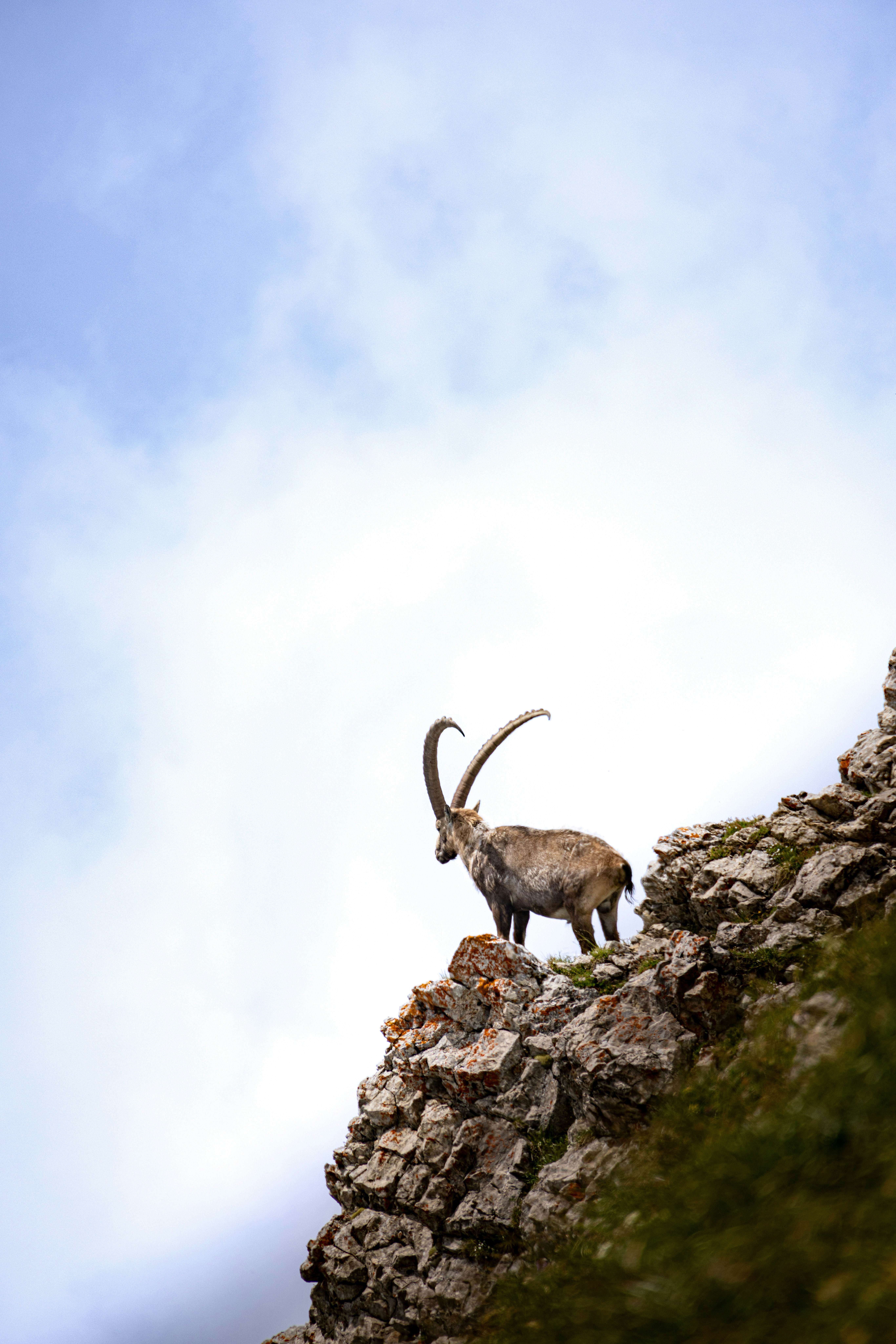 Stoic Alpine Goat on a Jagged Ridge at Dappled Peak