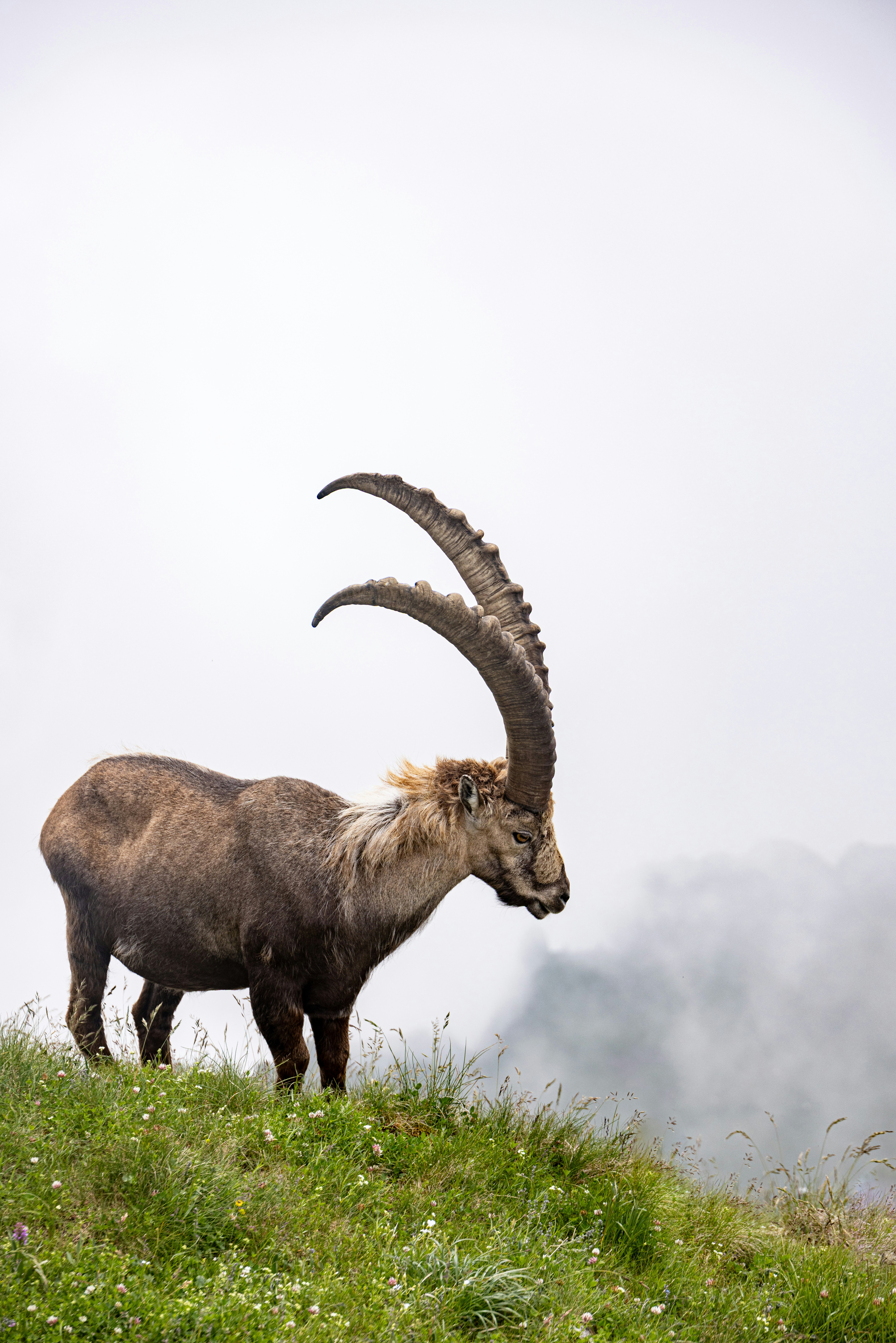 Alpine Ram Countenances: A Majestic Peak-Top Wayfarer