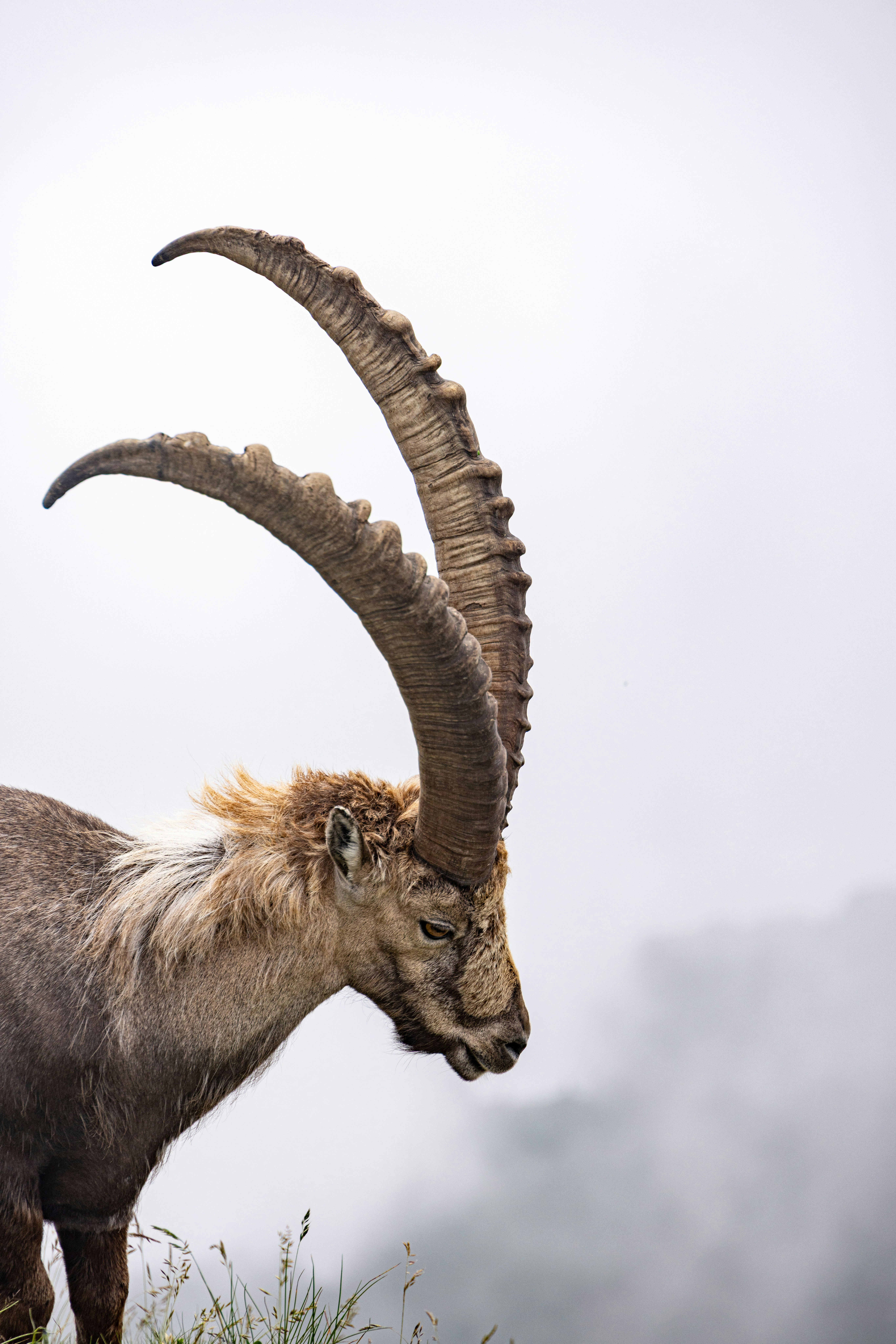 Majestic Ram in Profile Amid Mist