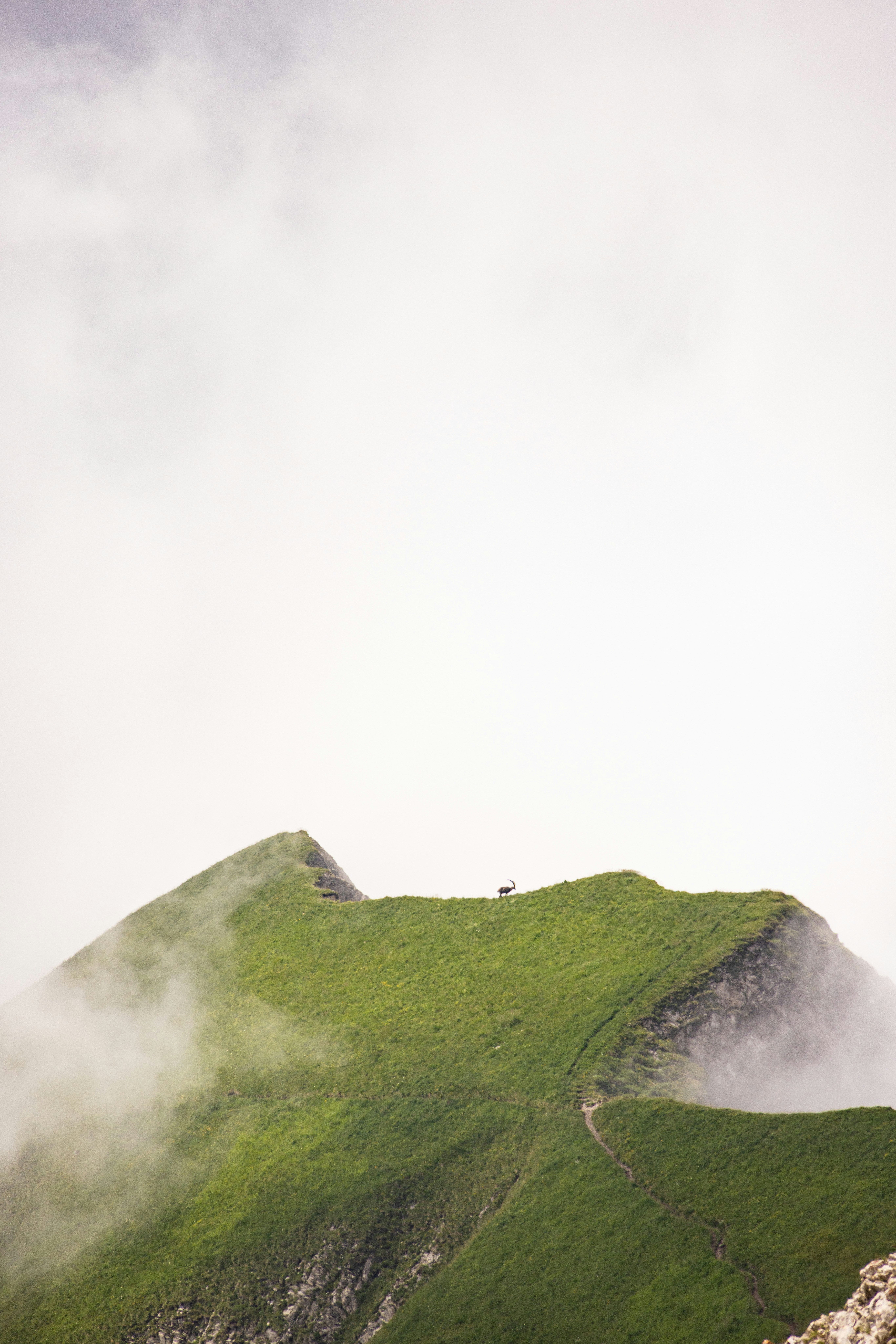 Green Ridge on a Mist-Wrapped Summit