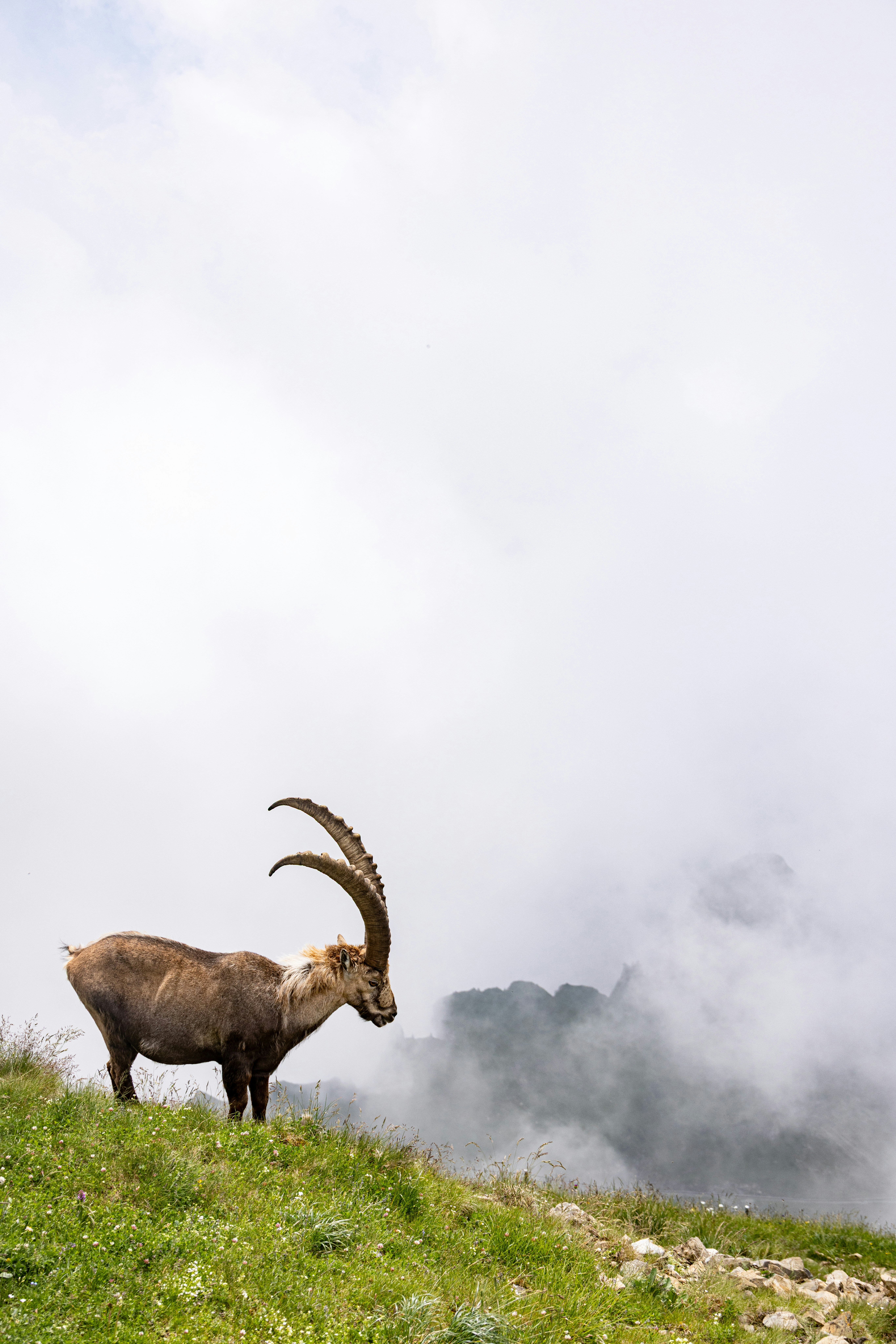 An alpine ibex on a misty mountain slope.