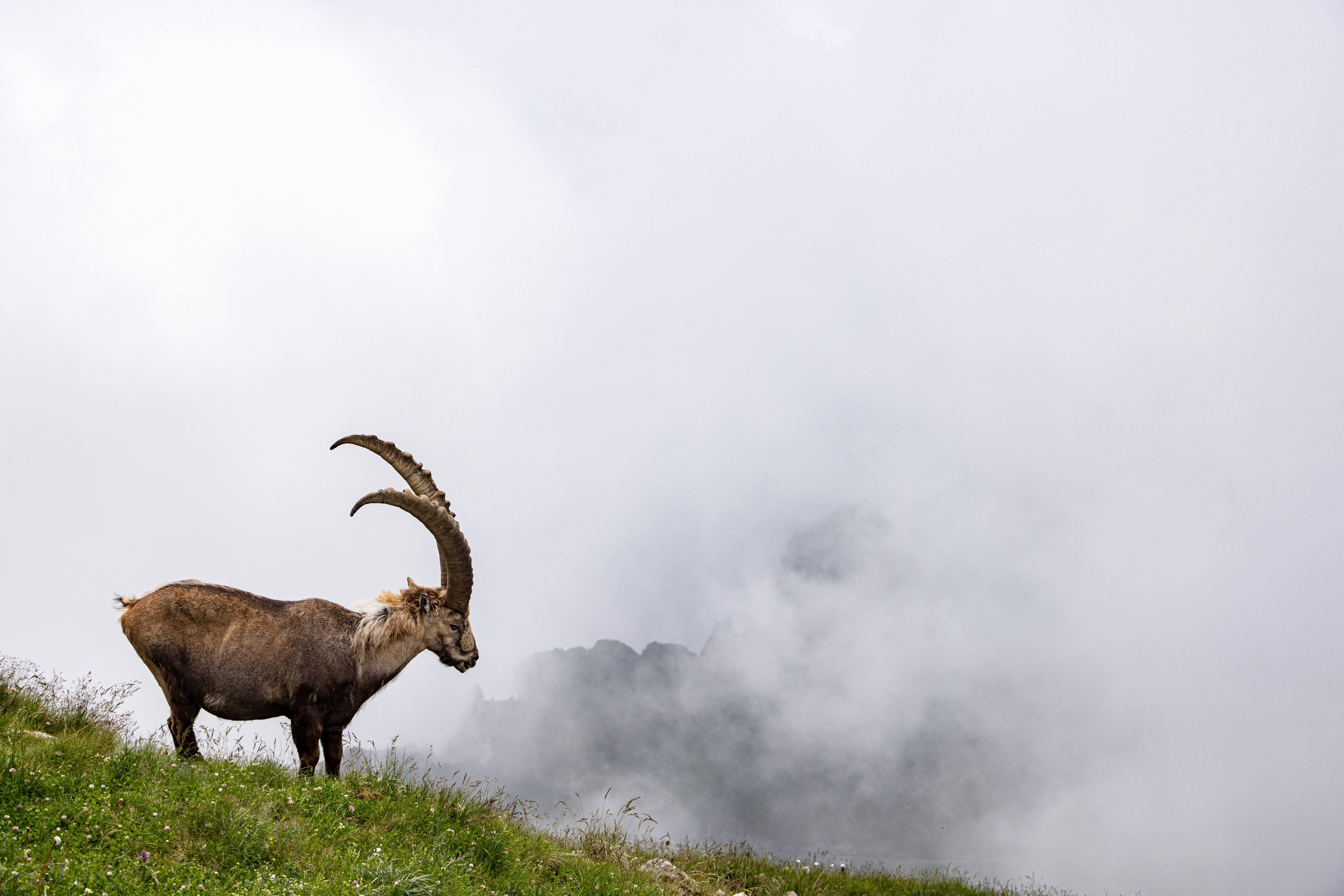Mountain Ram at the Edge: A Lone Ibex on Misty Slopes