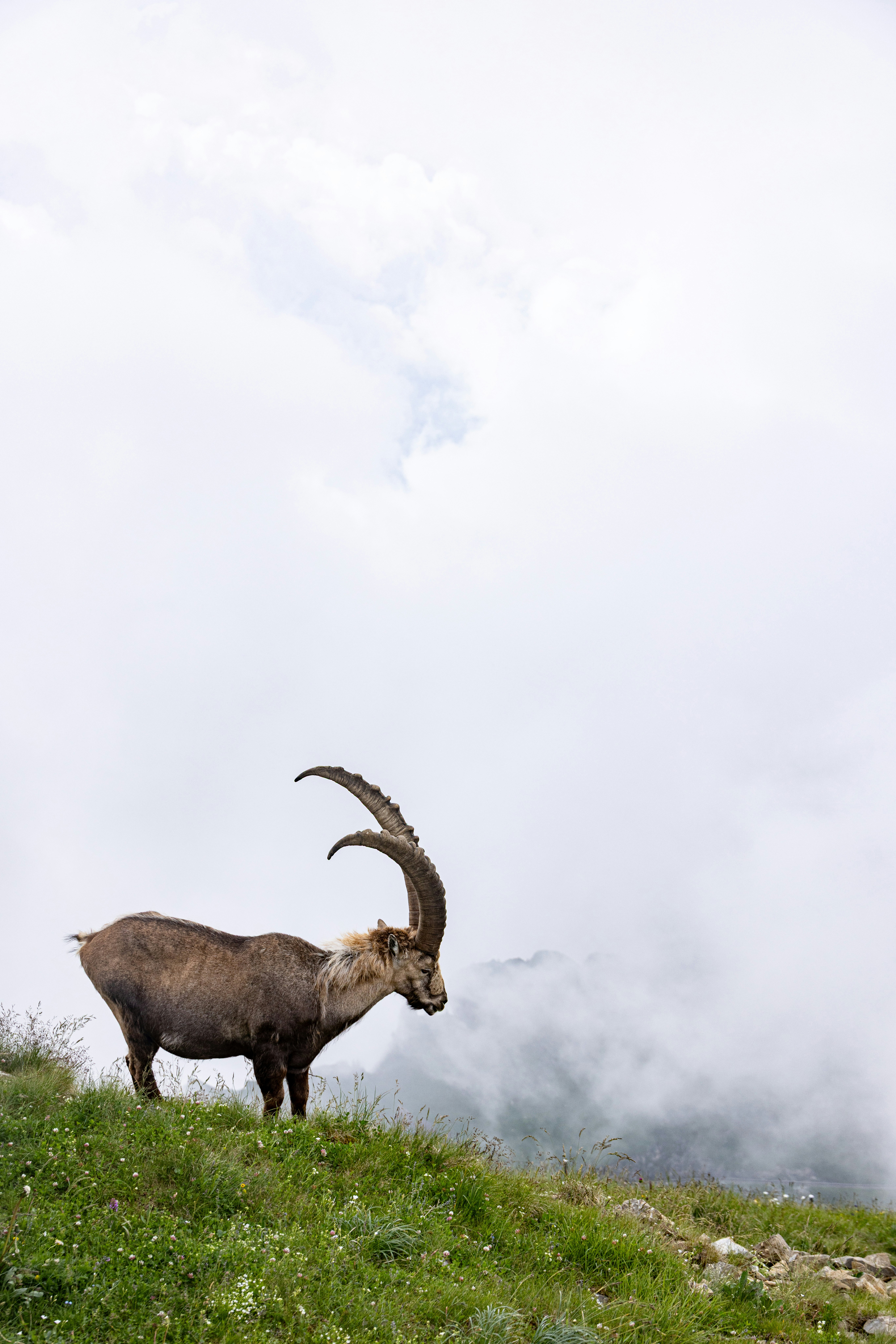 Highland Sentinel: A Wild Ibex Guards the Ridge