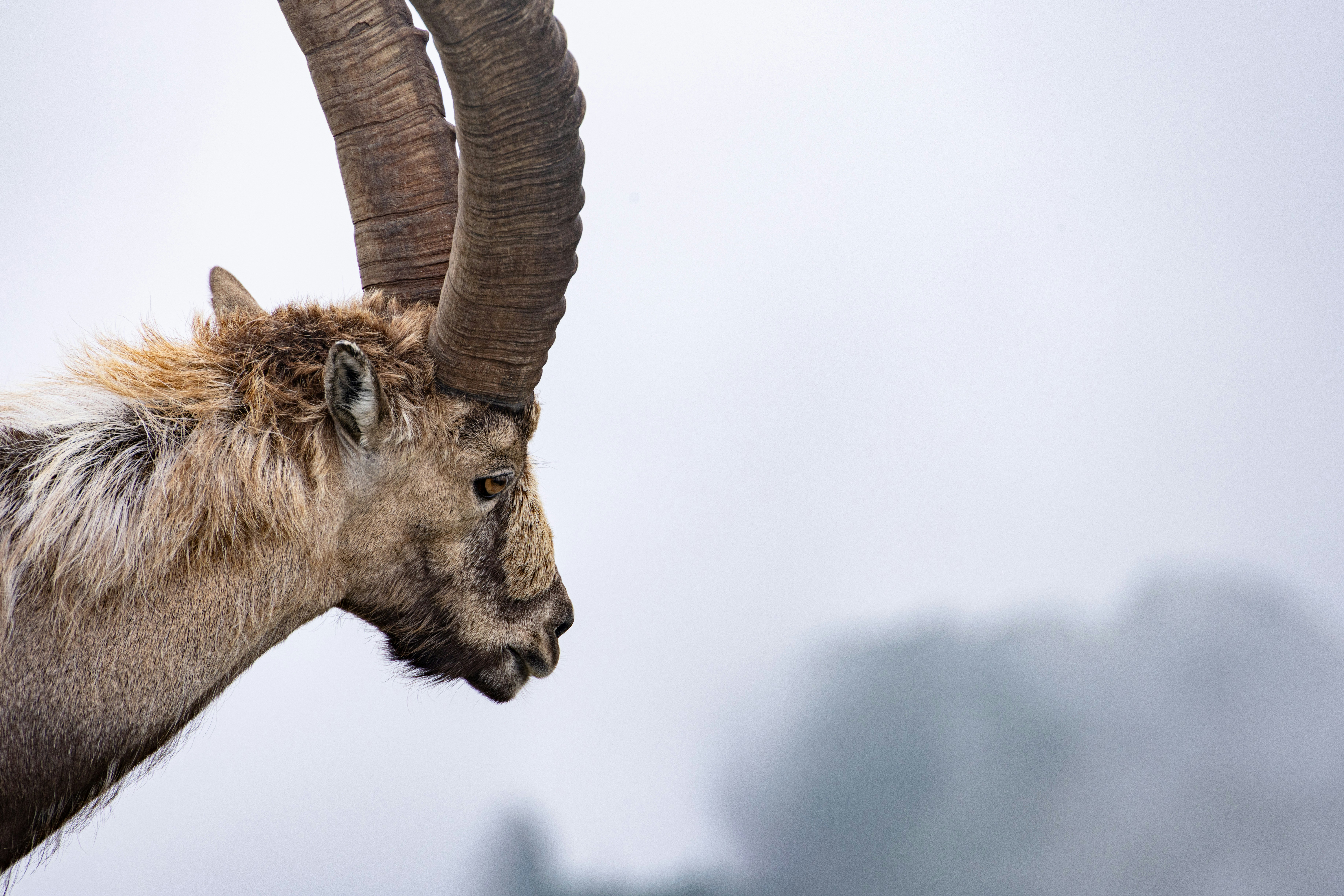 Horned silhouette: close-up of a wild goat against a pale winter haze