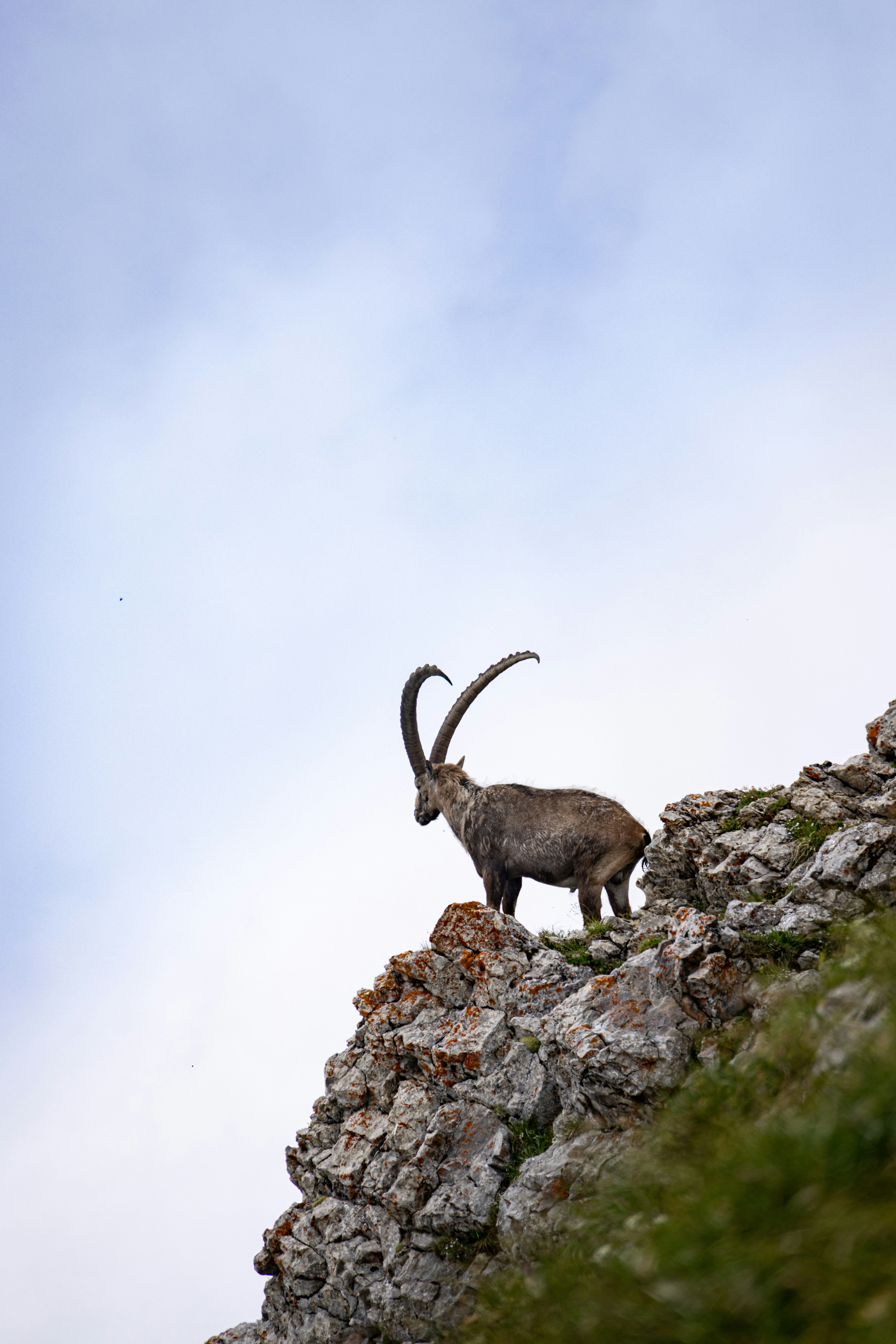 Himalayan Sentinel: Alpine Ibex Perched Above the Ridge