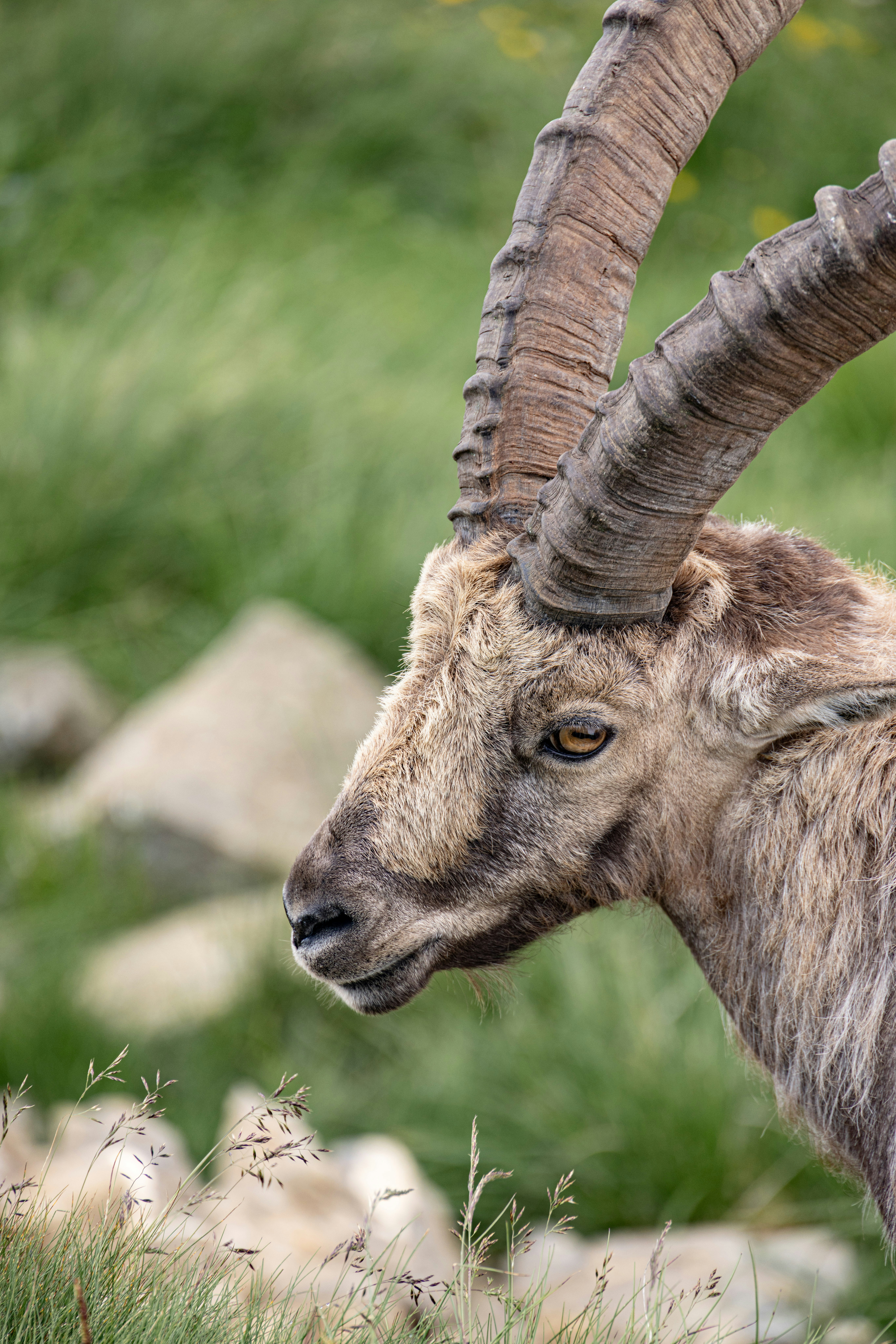 Gazing Horns: A Closeup Moment of a Wild Ram