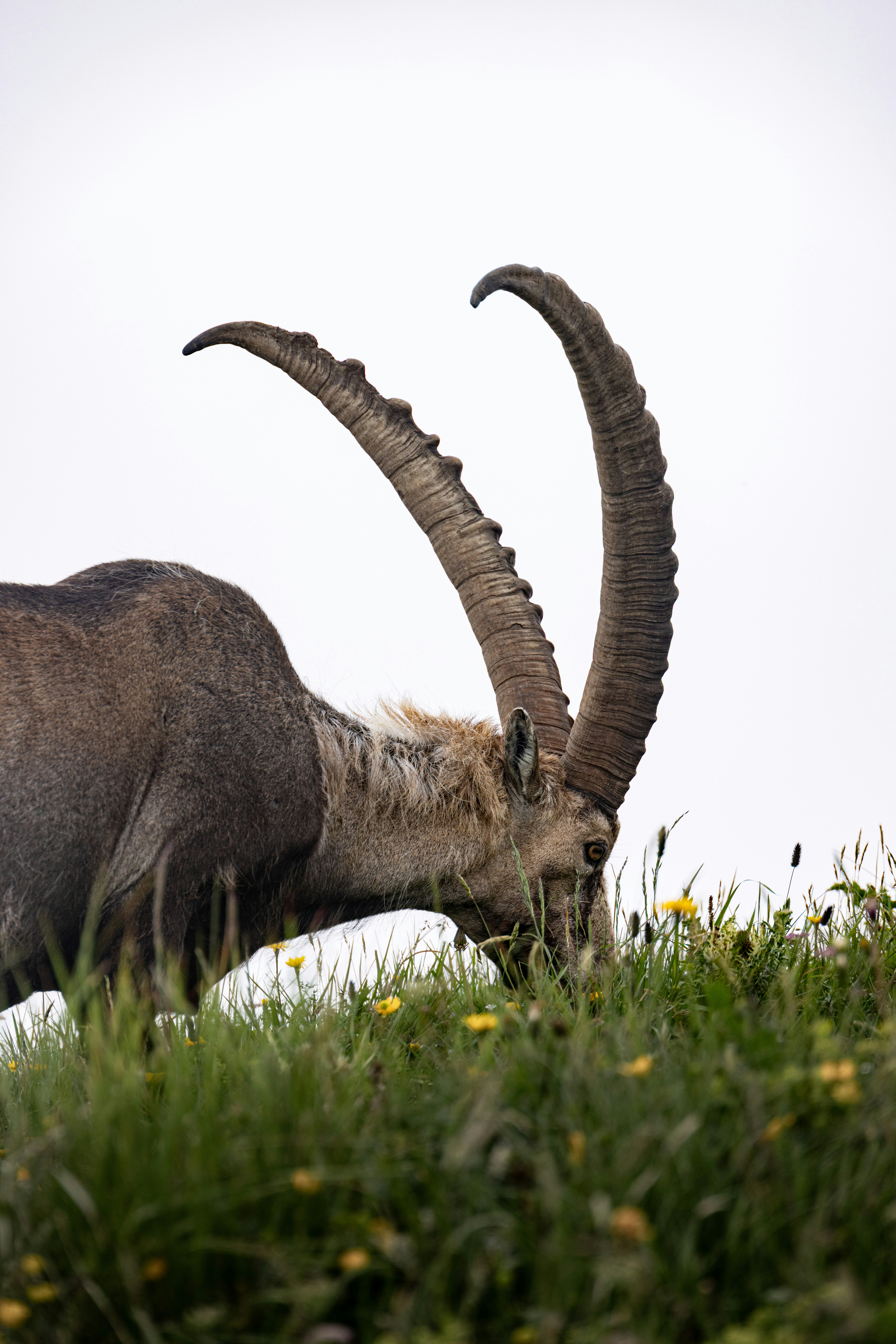Grazing Alpine Ibex under a pale sky