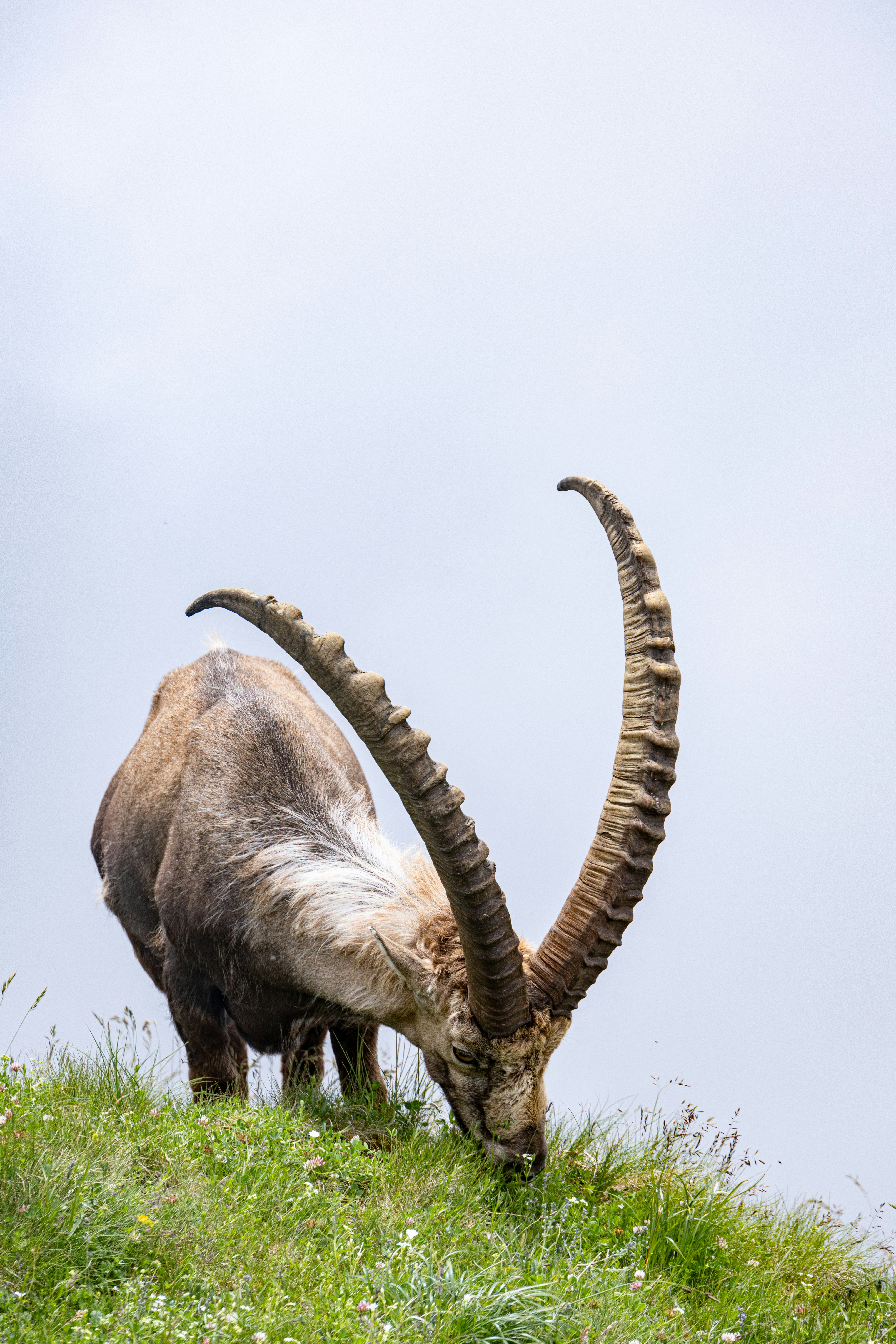 Ridge Ram: A solitary ibex grazing on a alpine meadow