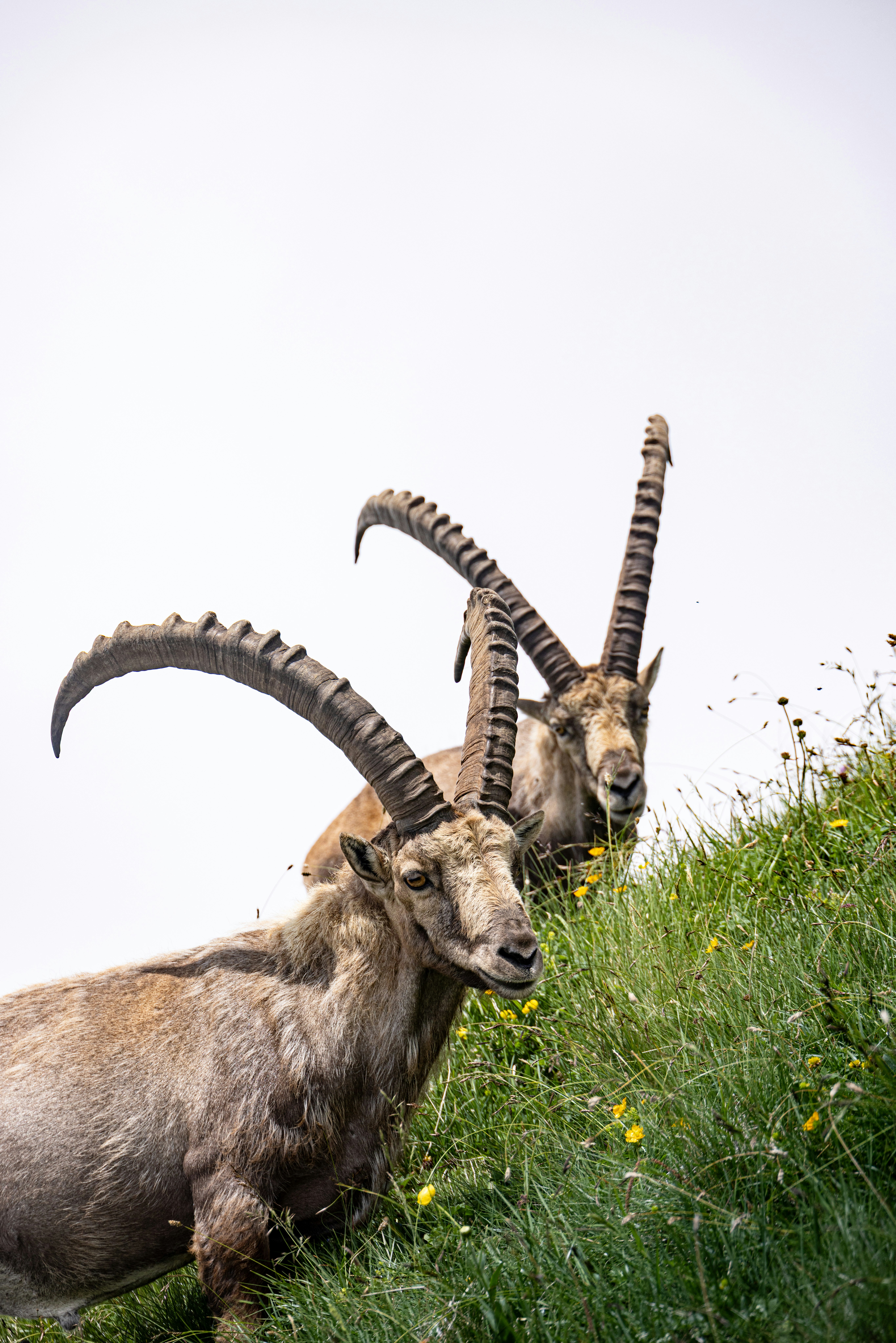 Twin Ram Portraits on a hillside