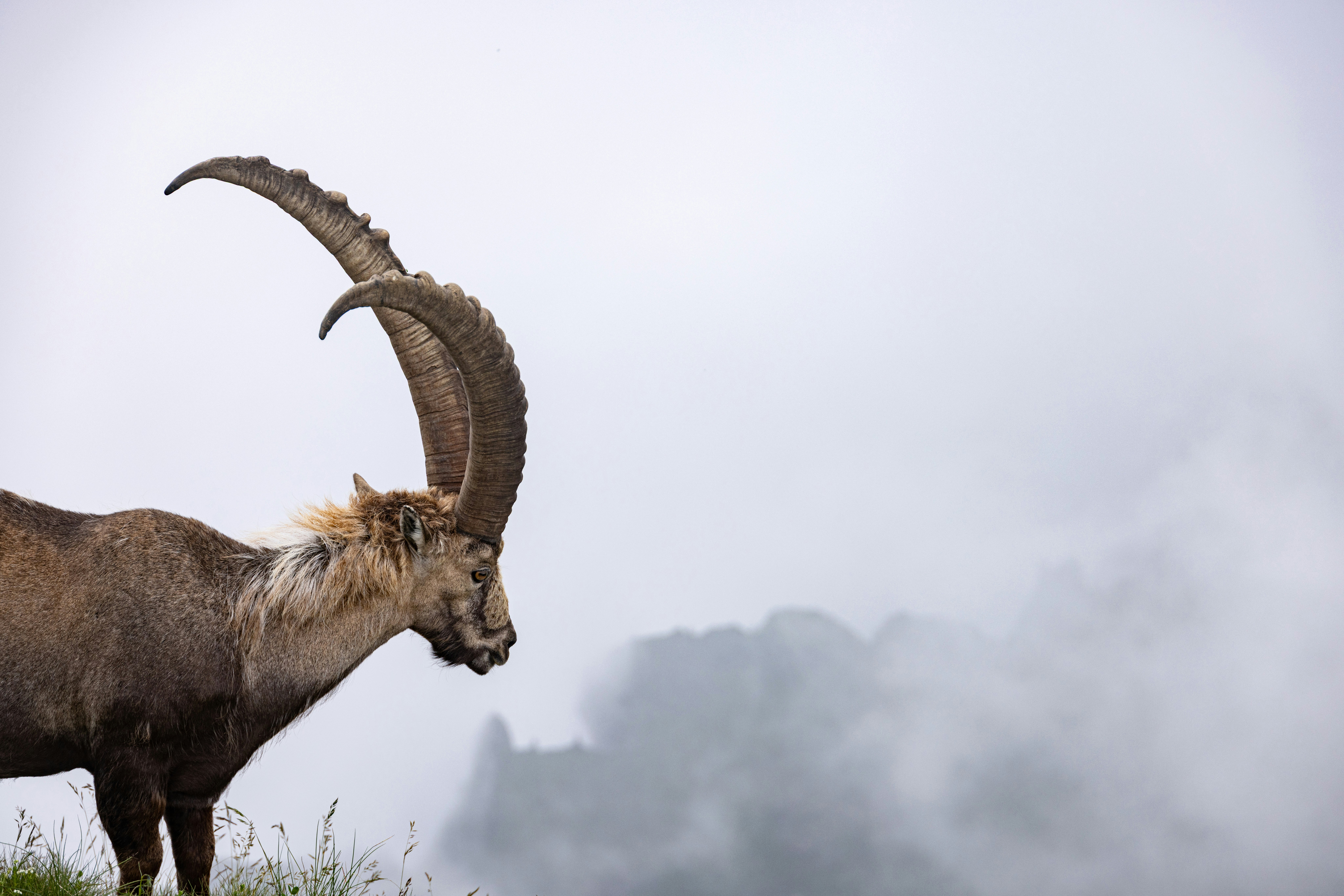Majestic Ram Against Misty Horizon