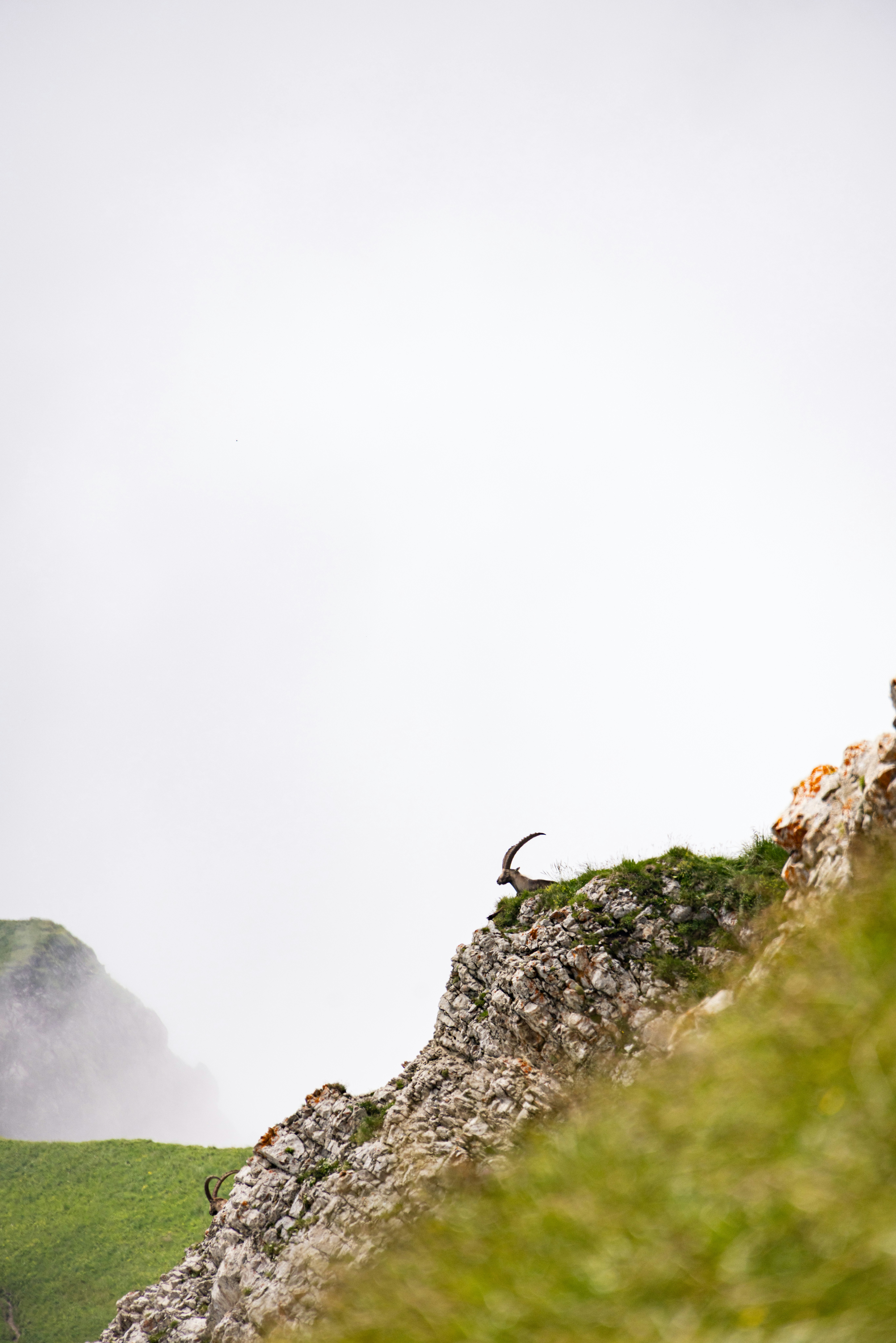 Ridge of the Ram: A Lone Stag on the Mountain Crest