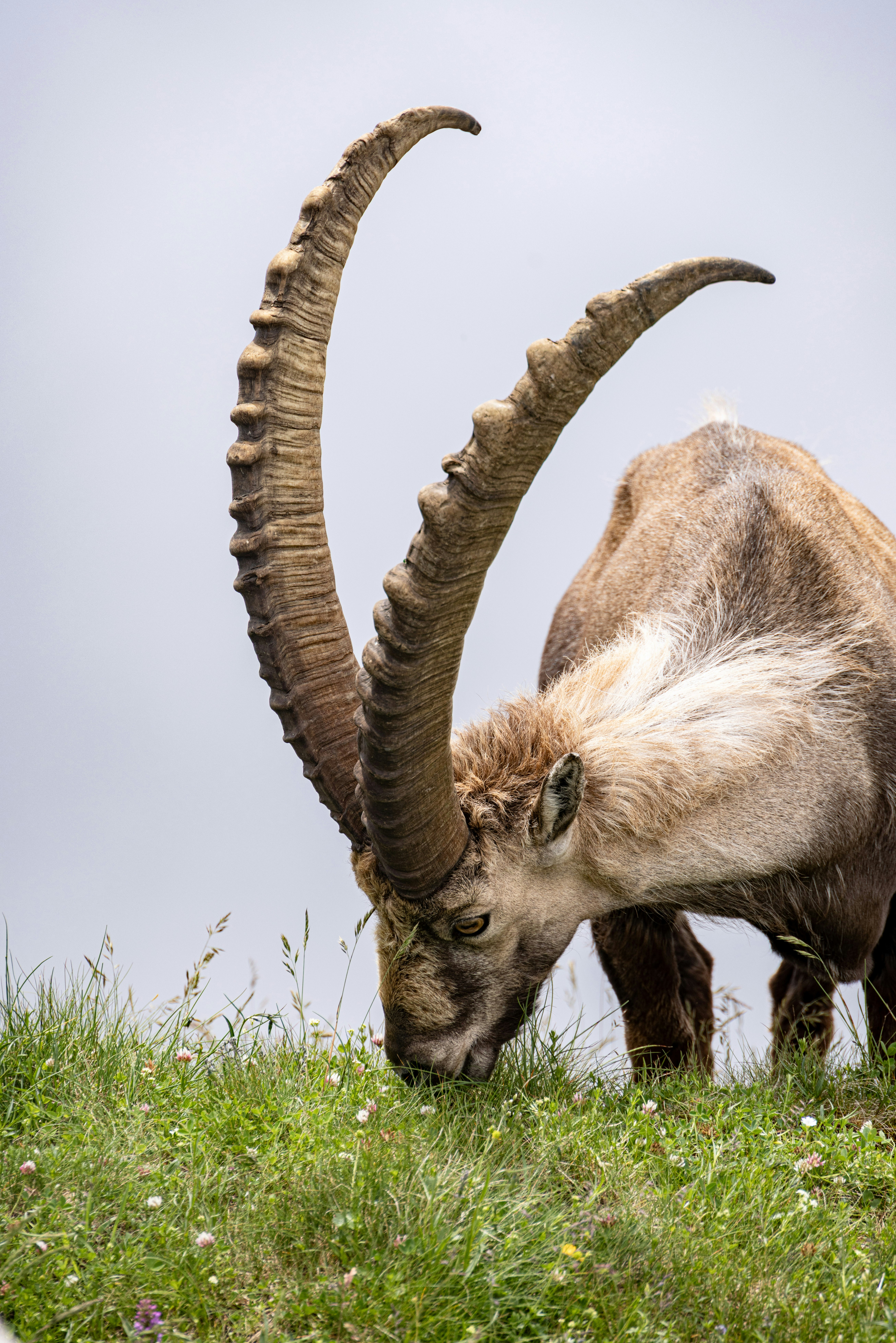 Grazing Ram in Soft Horizon Light