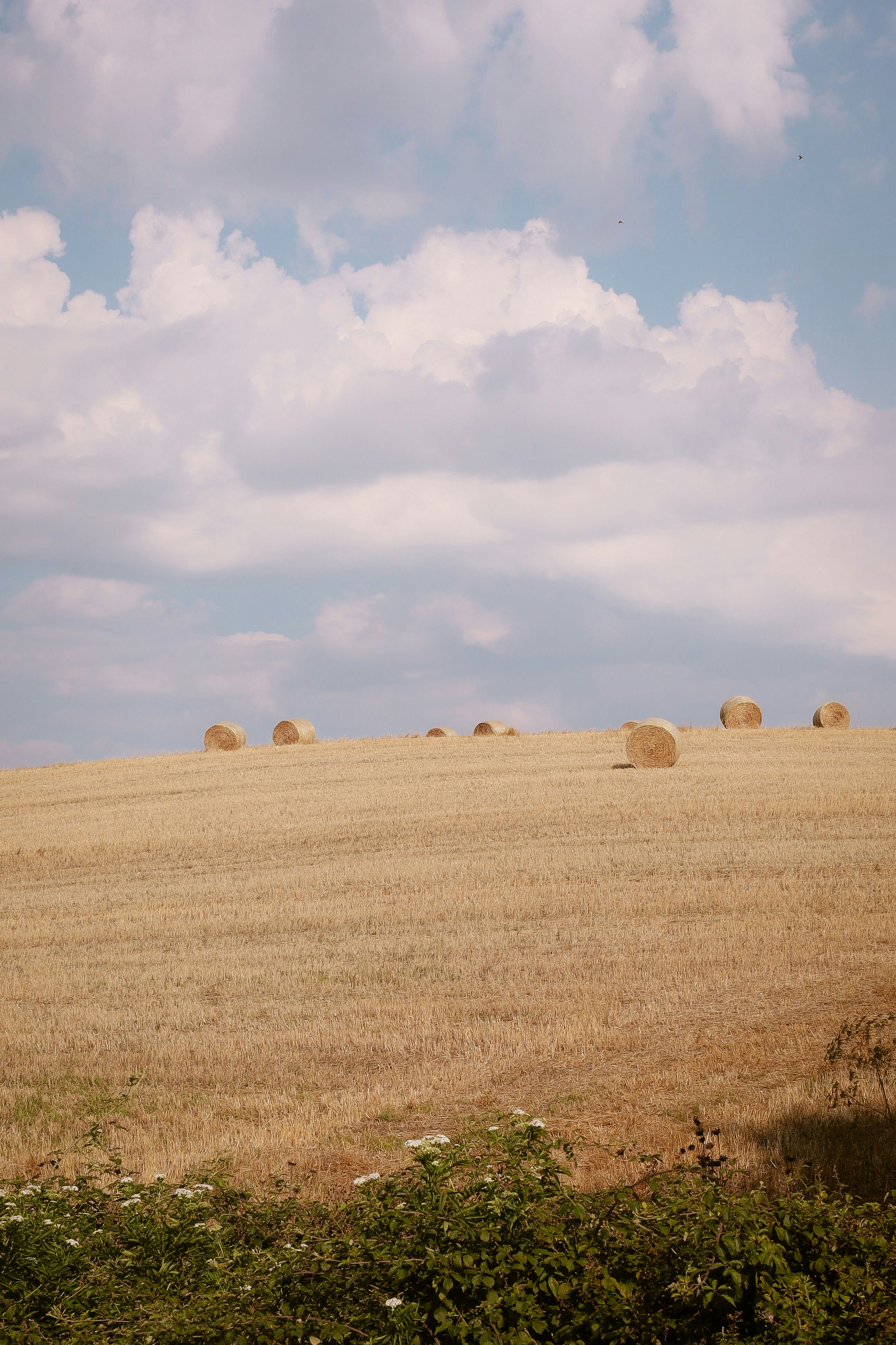 Golden Stubble Under a Looming Sky