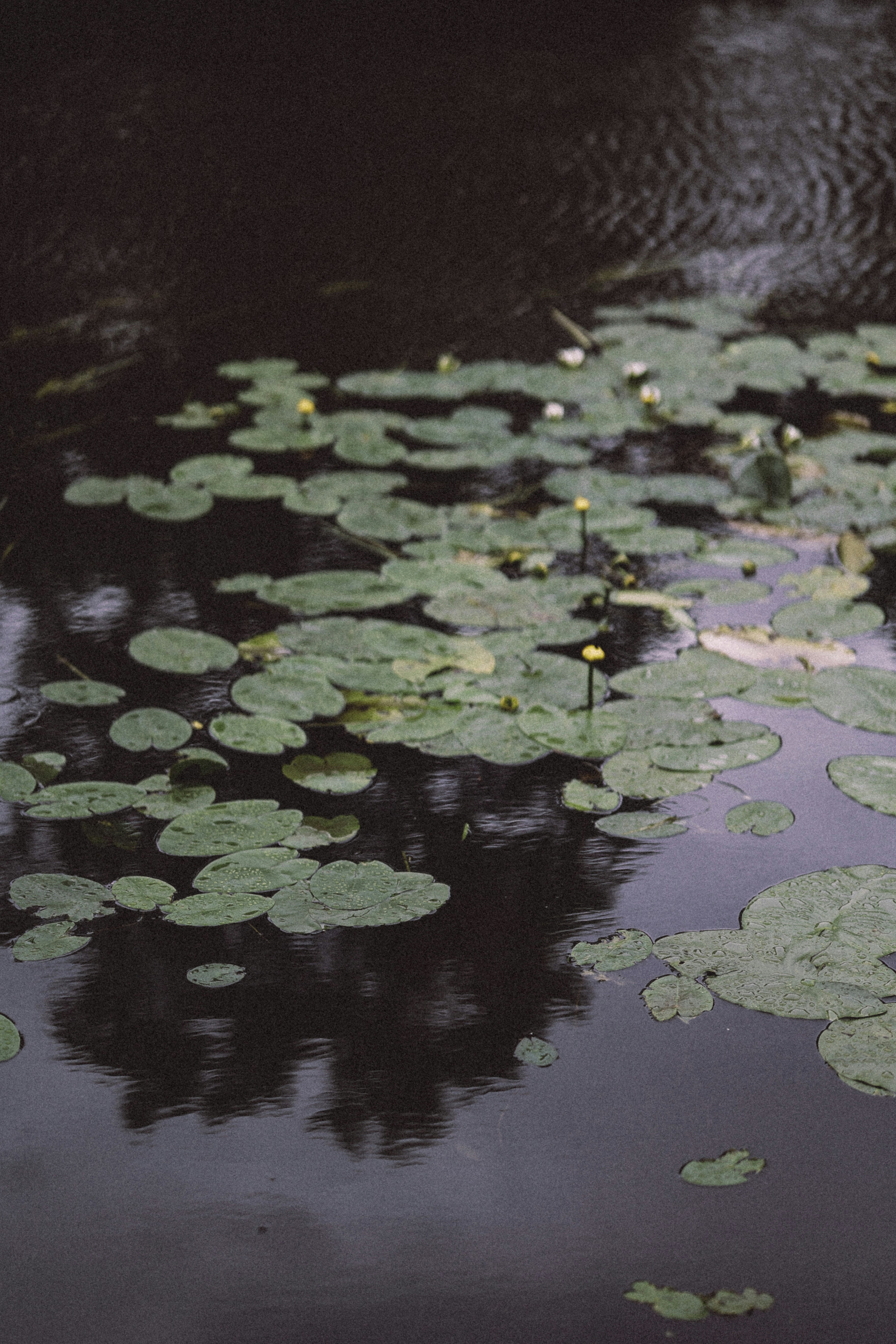 Calm pond dotted with green lily pads and yellow flowers, reflecting a dark treescape on the water’s surface. A tranquil, nature-focused scene with a painterly mood.