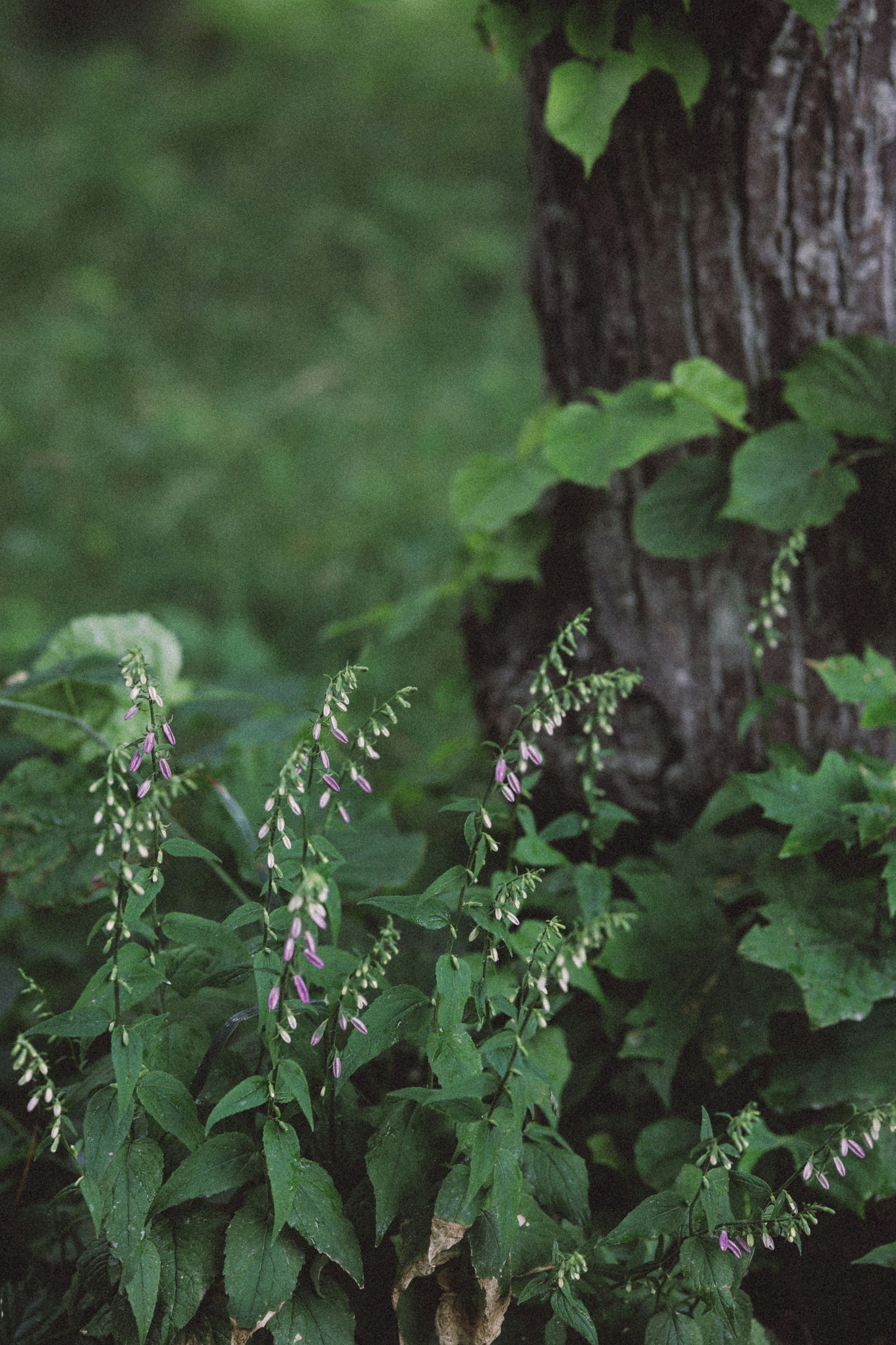 Forest Groundcover in Focus: Purple Foxglove by the Tree Trunk