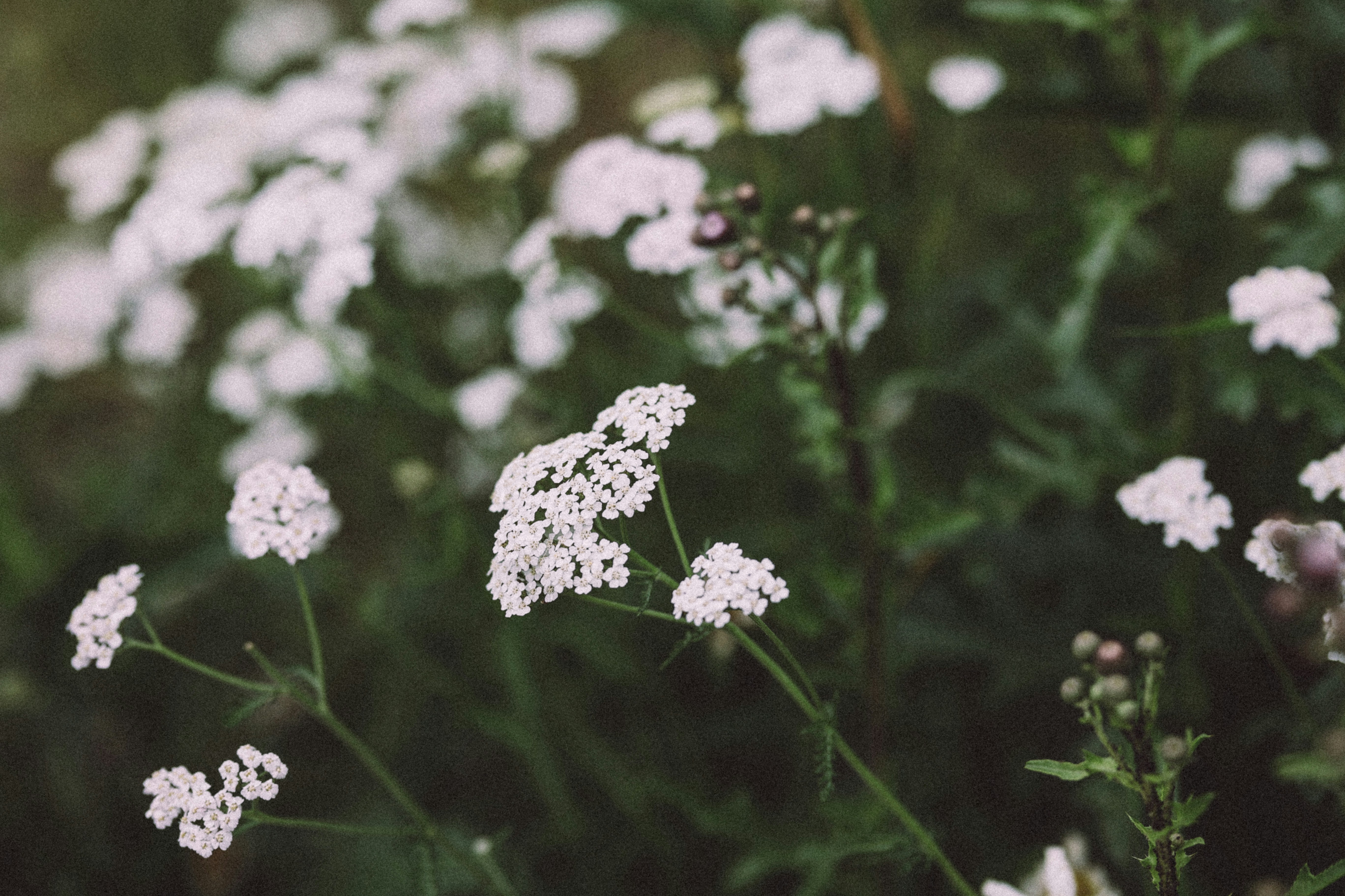 Delicate Umbels in Soft Focus