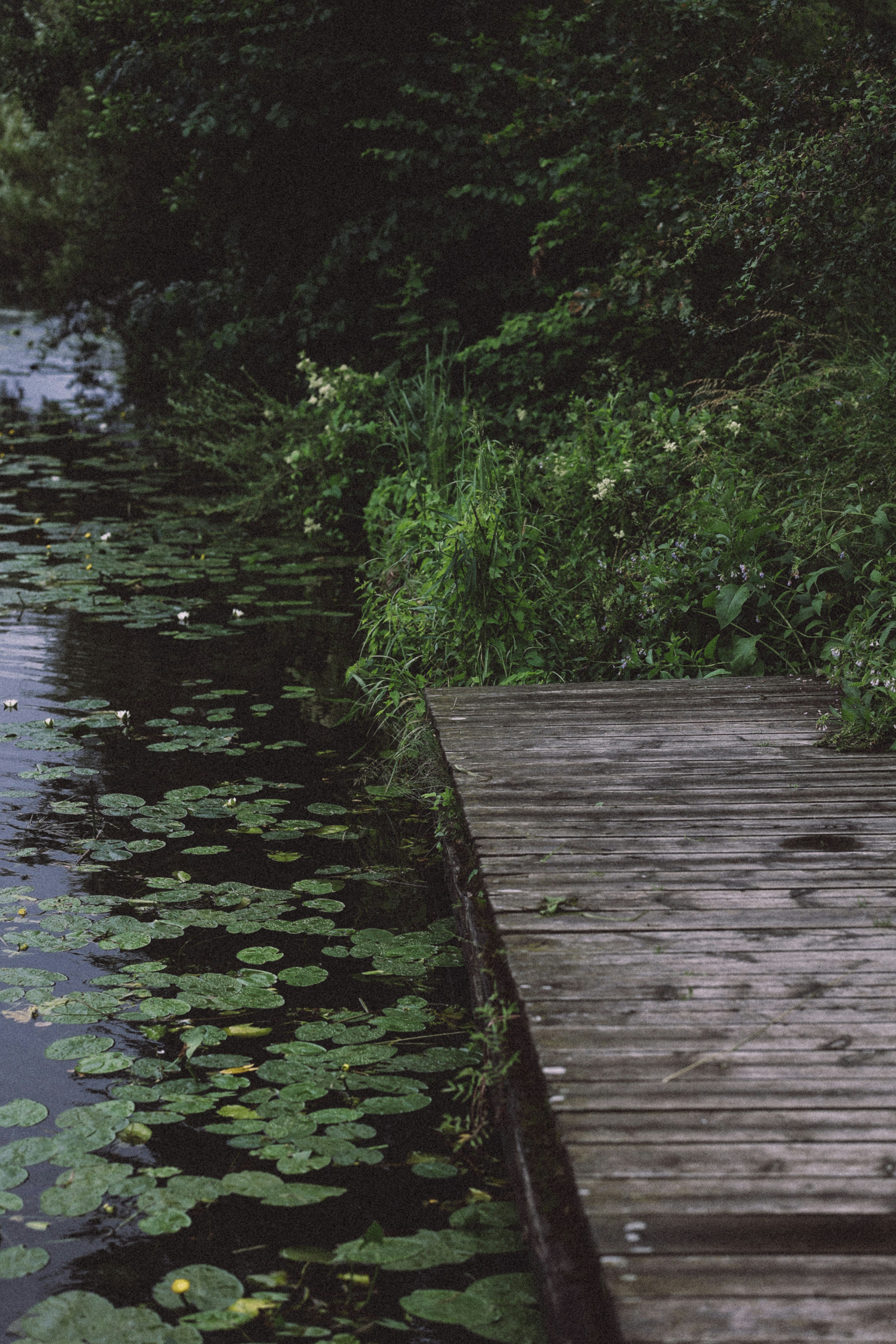 Dockside Stillness: A Wooden Walkway Over a Quiet Lily-Plate Pond