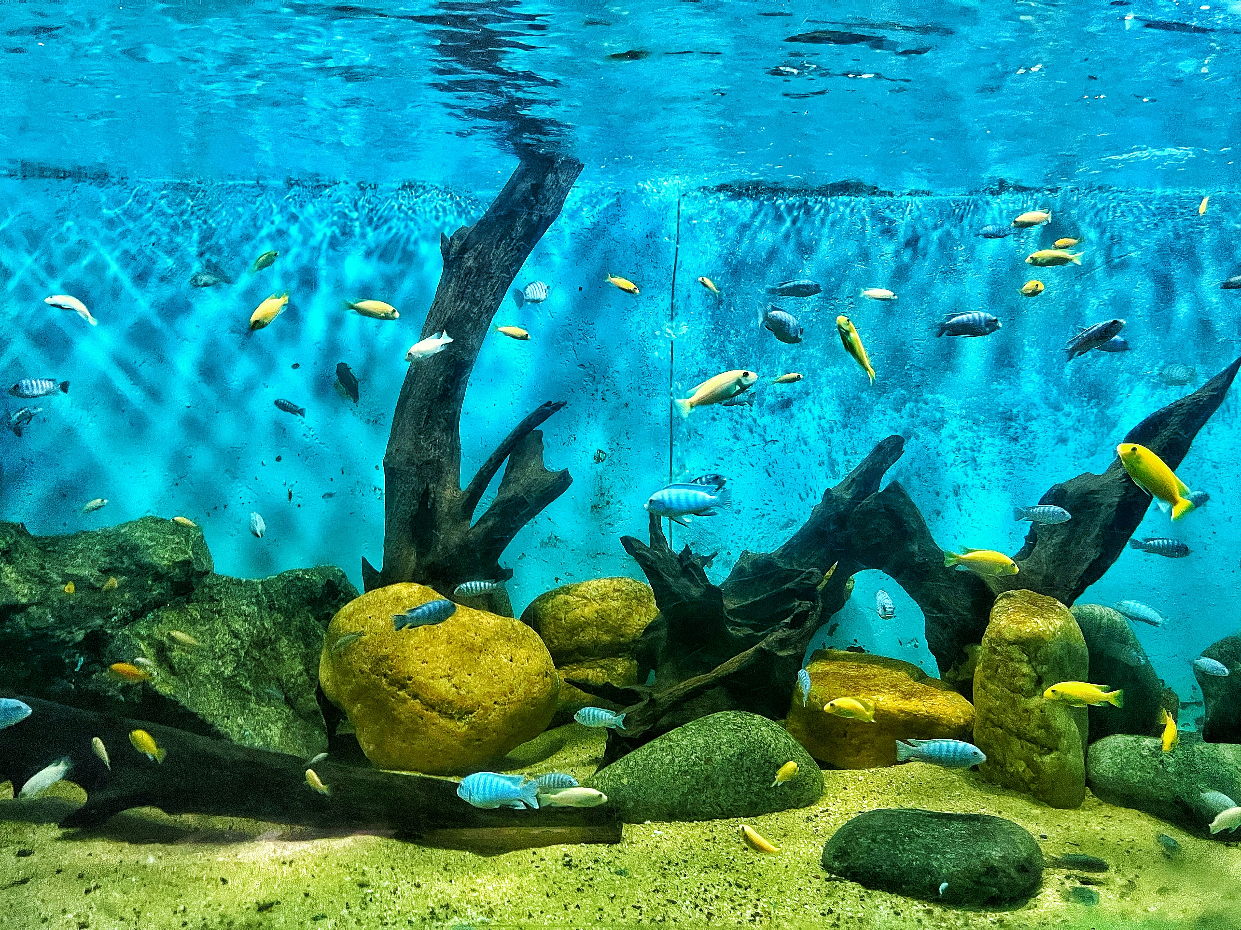 Vibrant tropical fish weave through yellow and dark rocks with twisted driftwood underwater garden, illuminated by clear blue water.