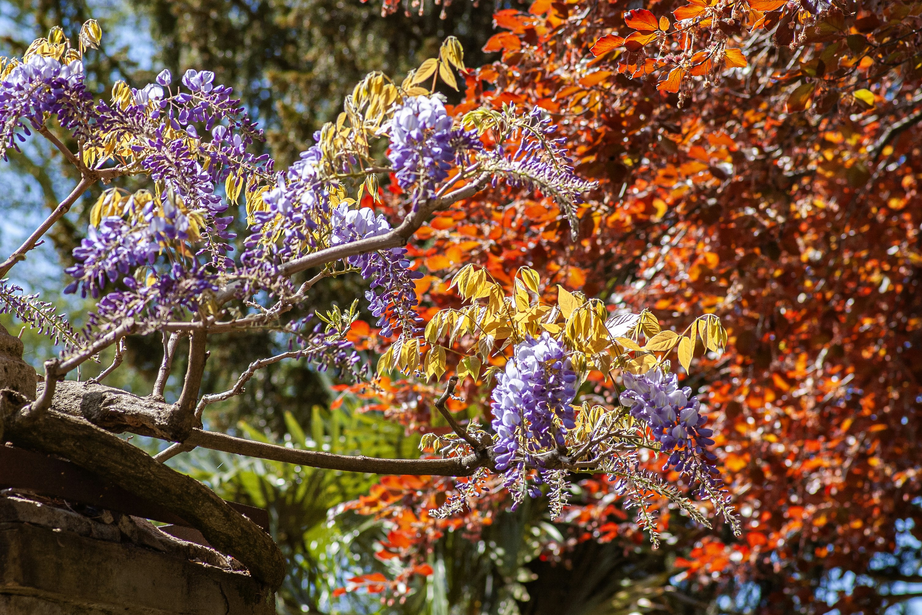 Colorful flowering branches with purple blossoms weave through bright autumn leaves against a sunlit background. A garden scene emphasizing seasonal contrast and natural texture.