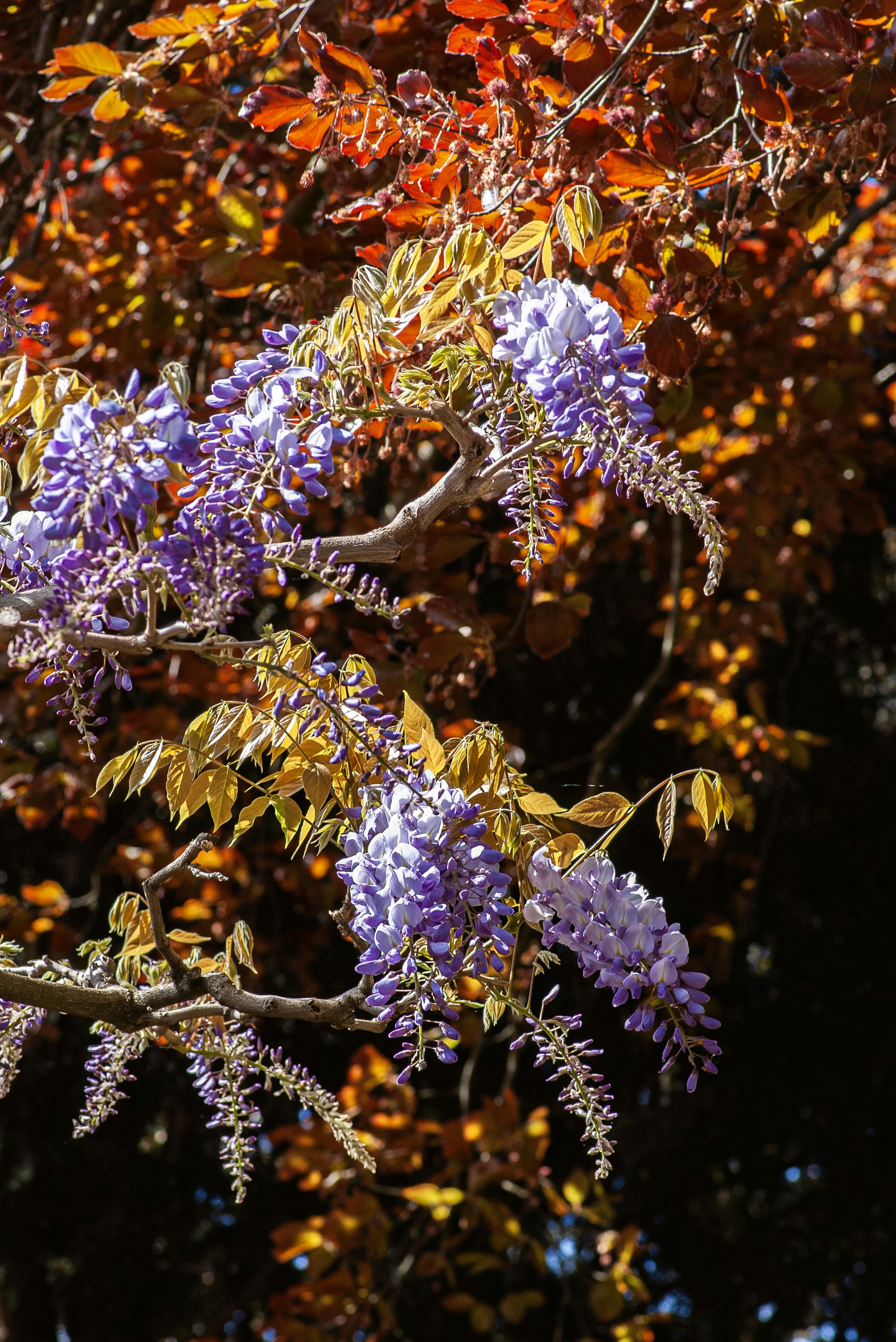 Crimson Foliage Framing Violet Cascades