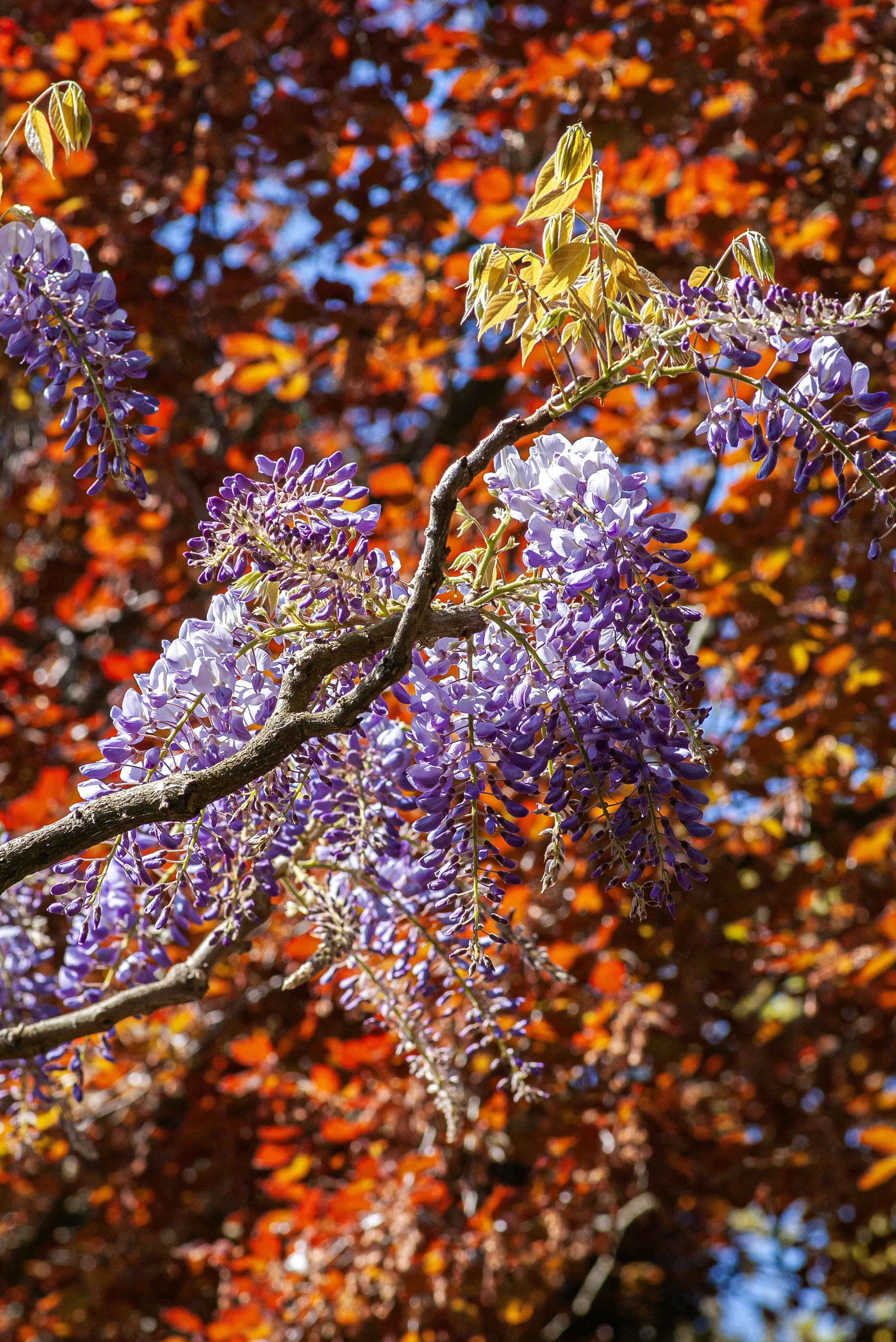 Vibrant Cascade: Purple Wisteria Against Fiery Autumn Backdrop