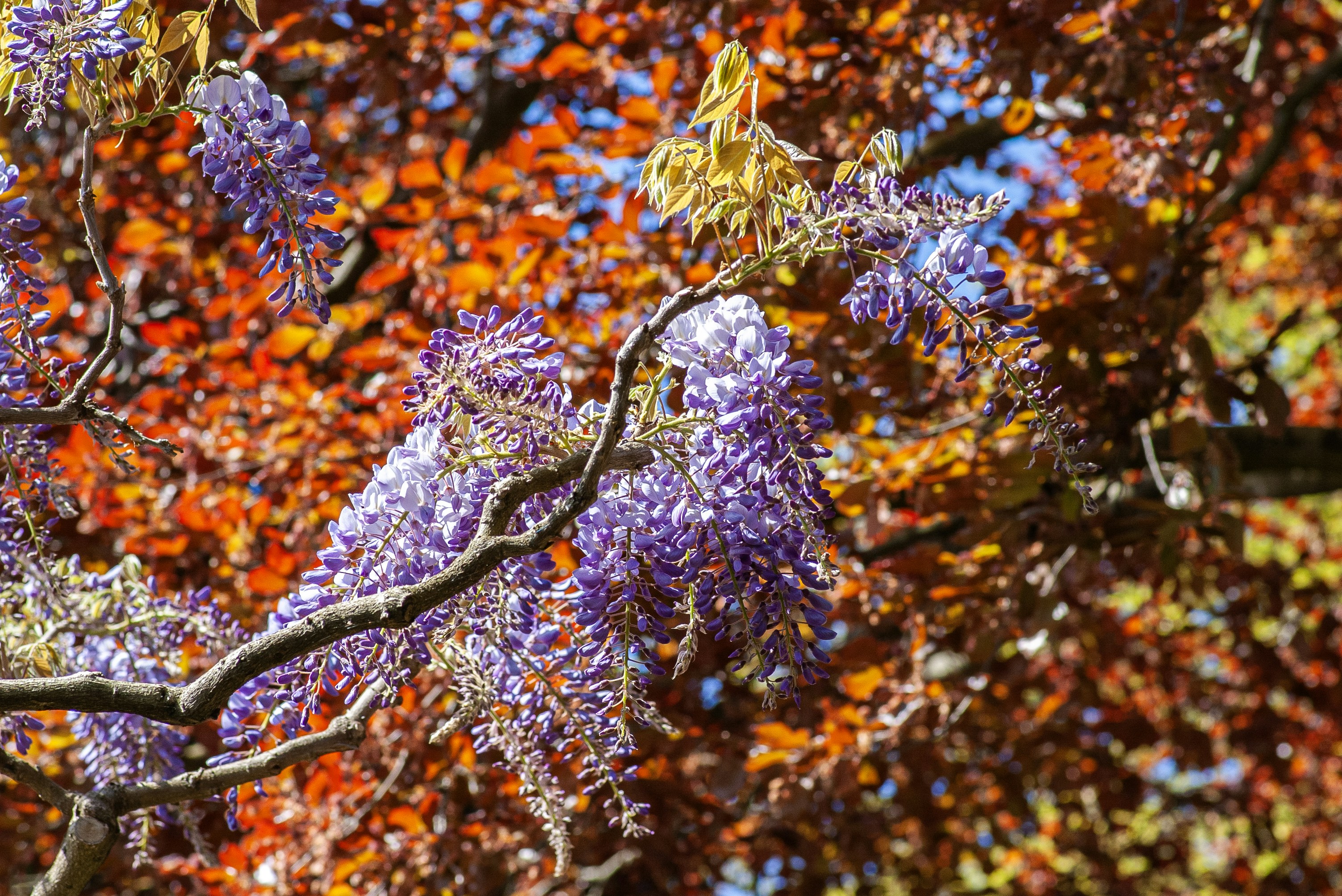 Lavender Blossoms Frame Autumn Fire