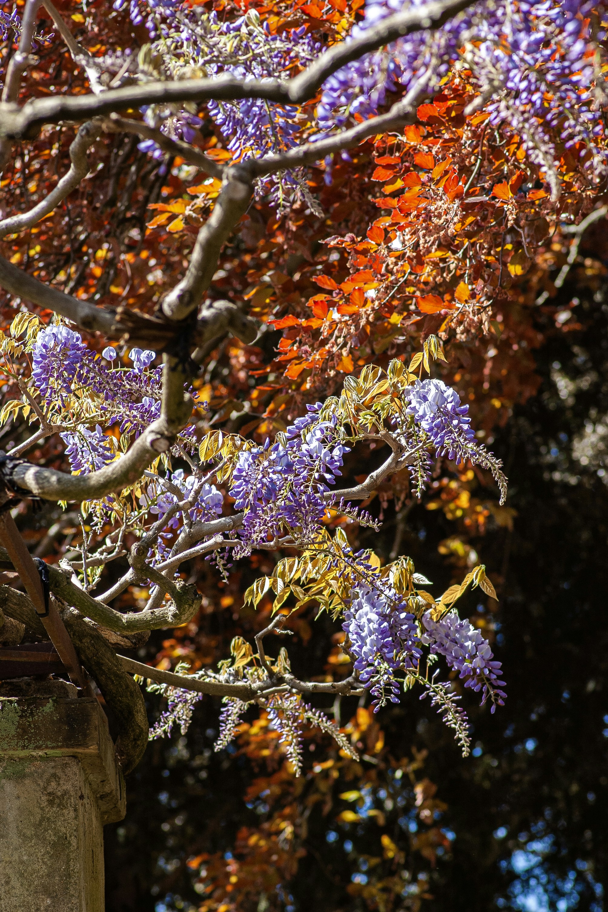 Autumn Wisteria Tangle: Purple Cascades Amid Fiery Foliage