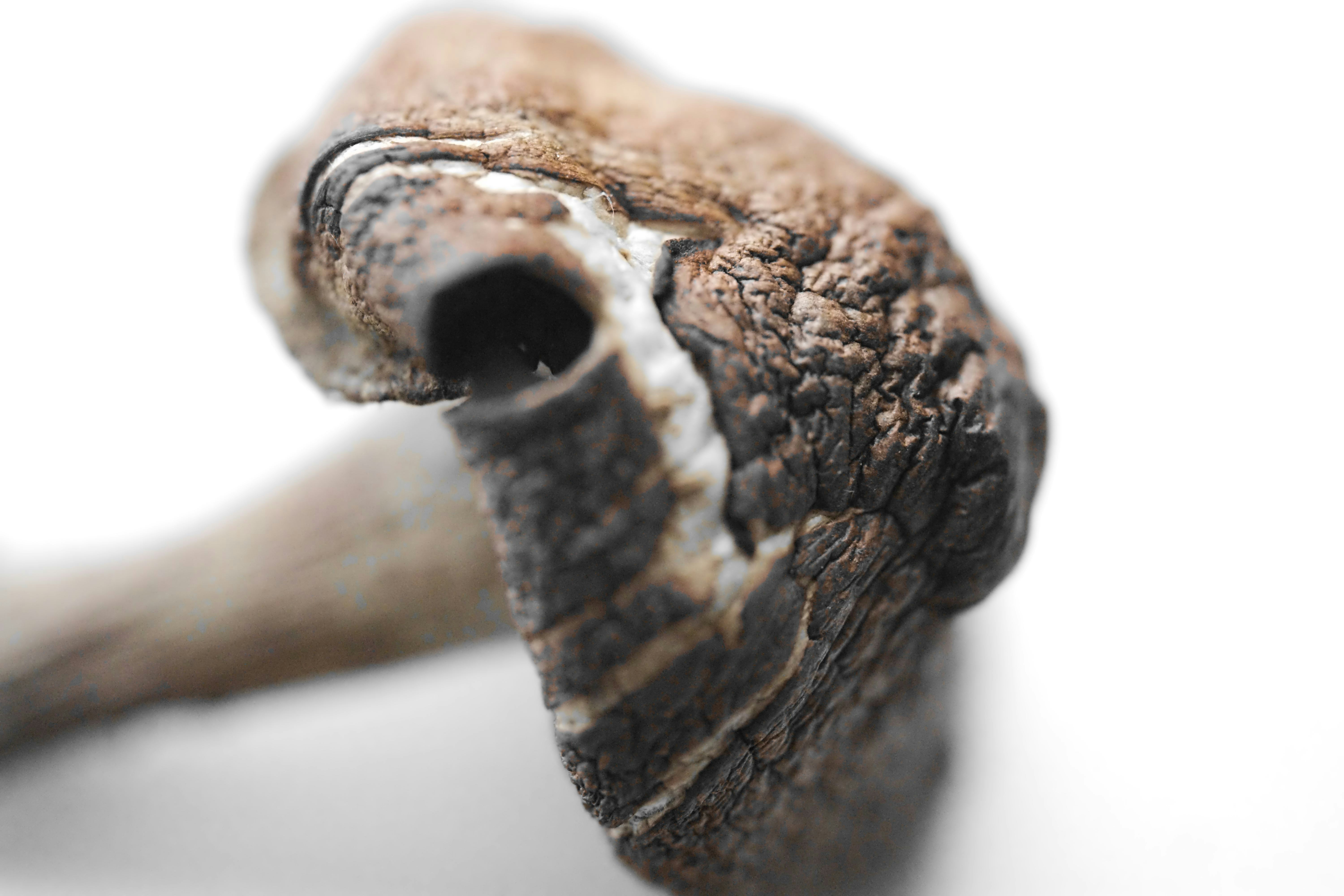 Charred Twig Close-Up: Texture at the Edge of a Burnt Moment