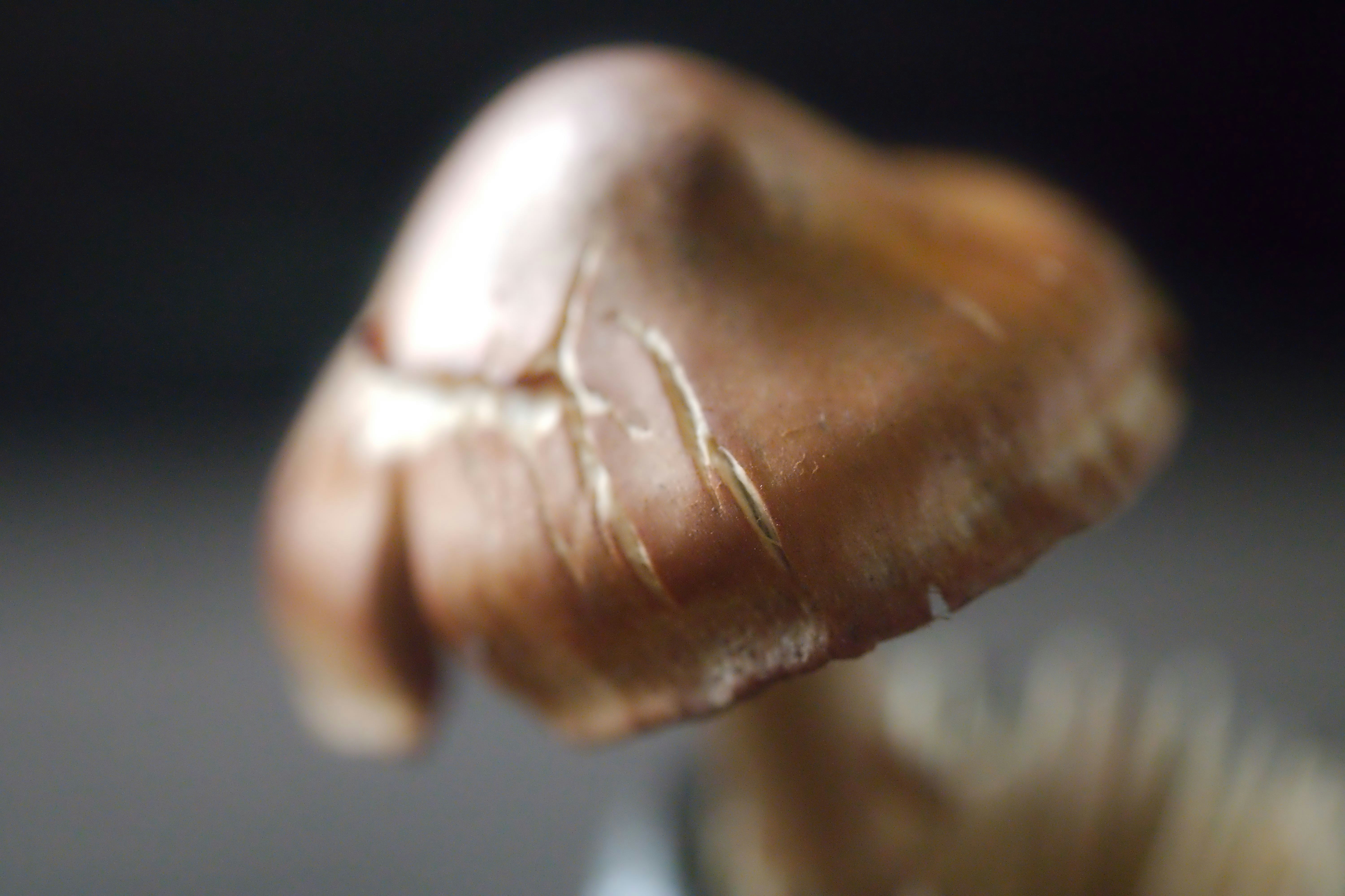Macro Focus: Close-up of a Mushrooms' Cap Edge