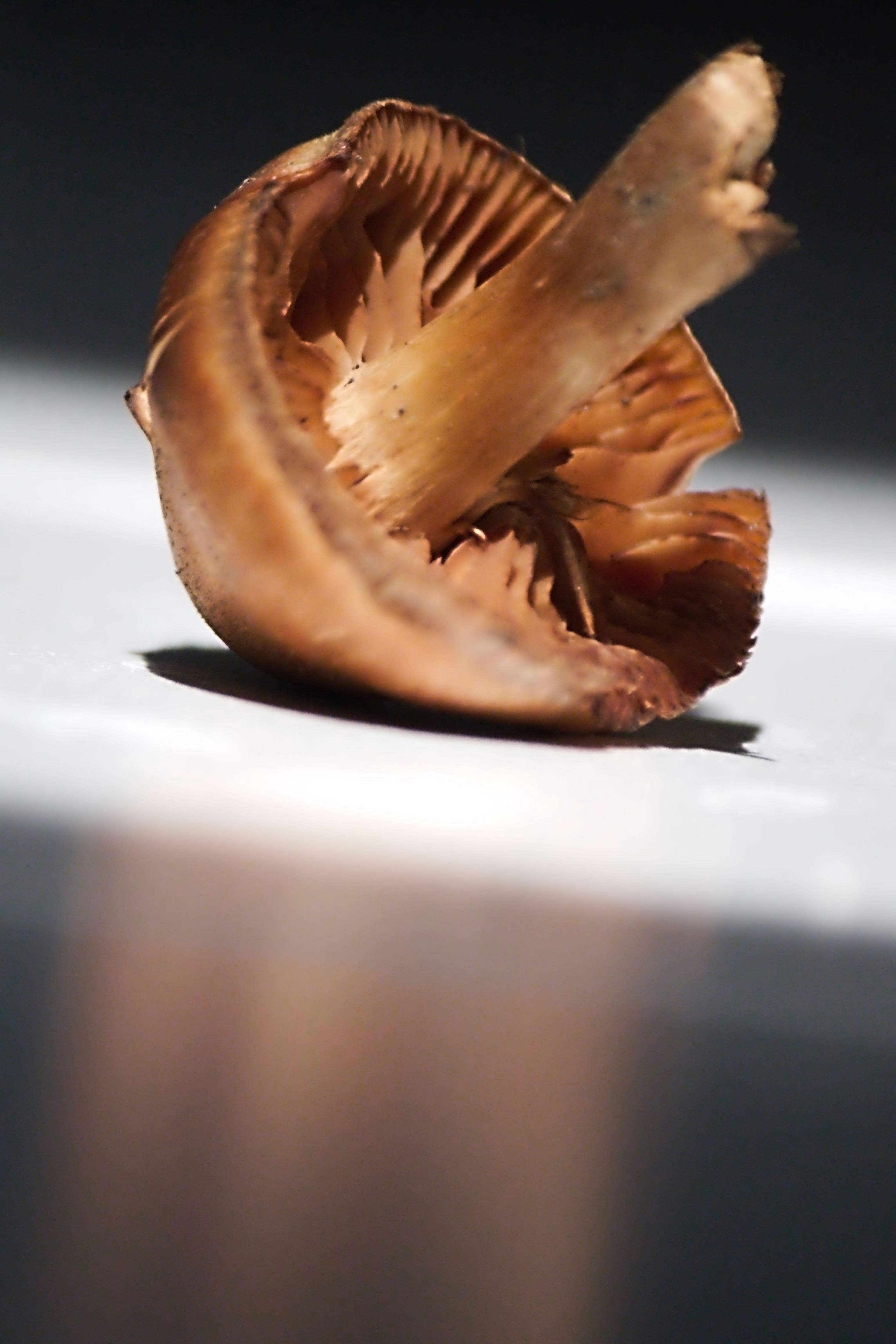 Curled Brown Fungus on a Reflective Surface