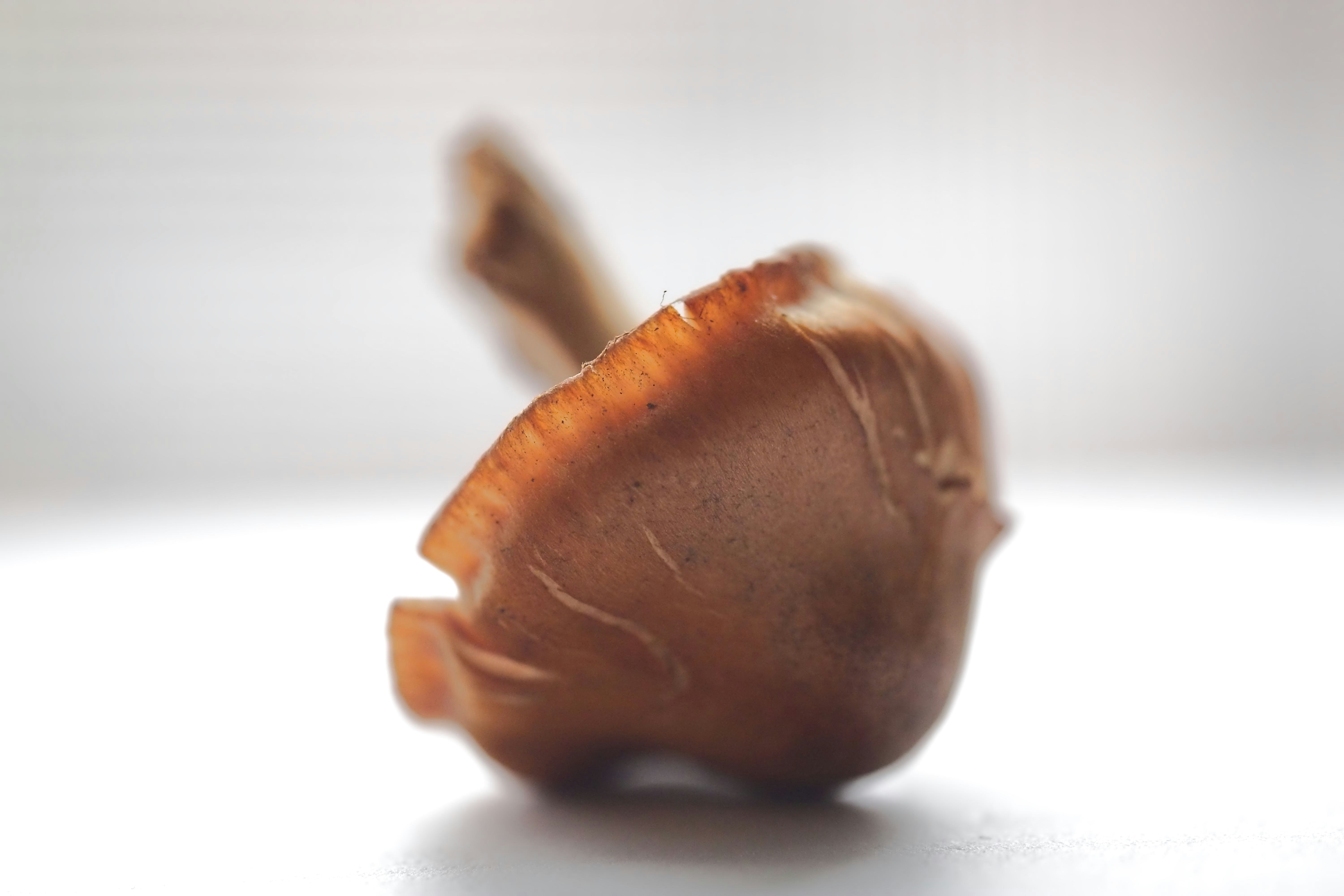 Fragile Buried Seed: A Macro Moment of Dried Nut Fragment on White