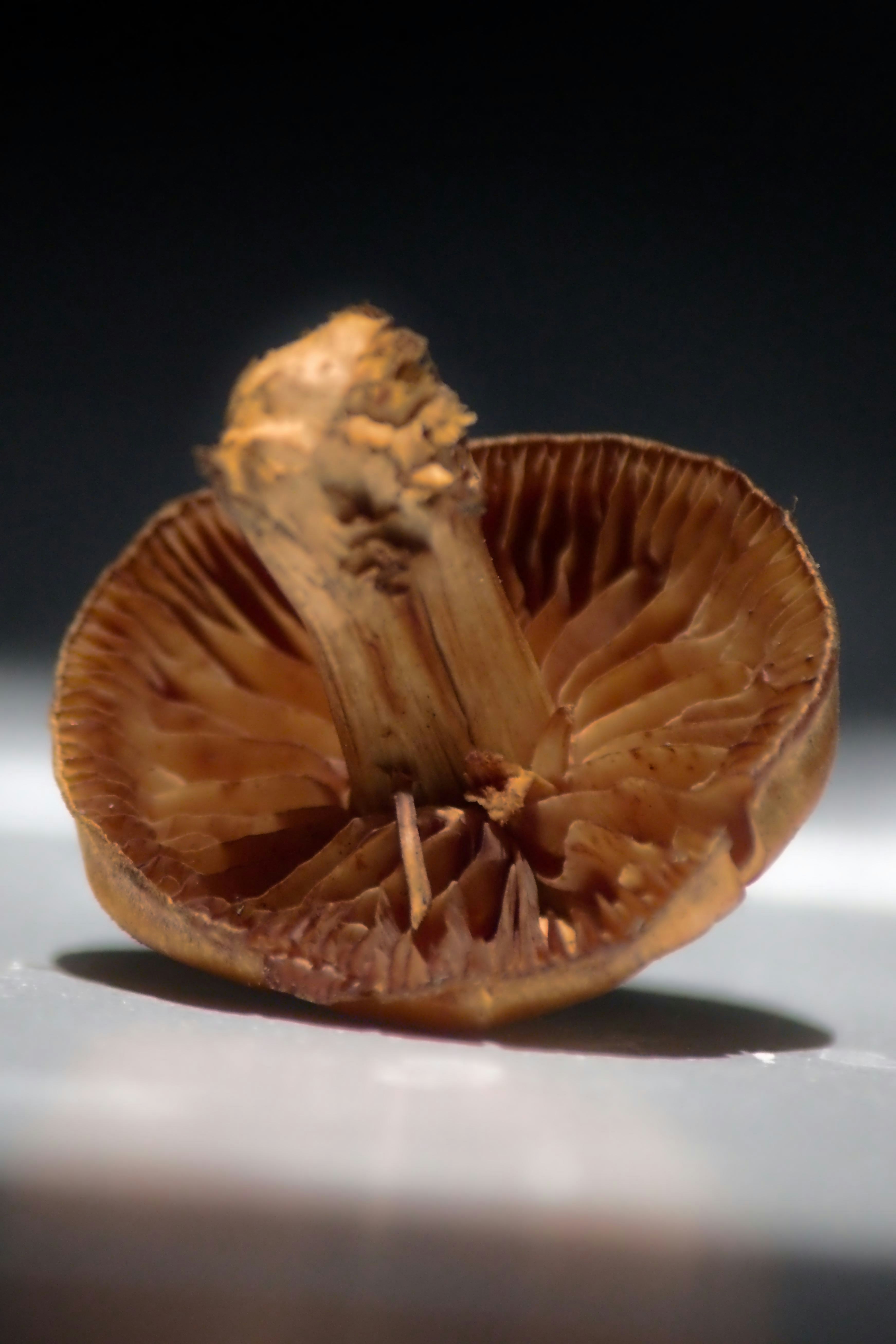 Mushroom Cap Under Spotlight: A Humble Shroom Revealed