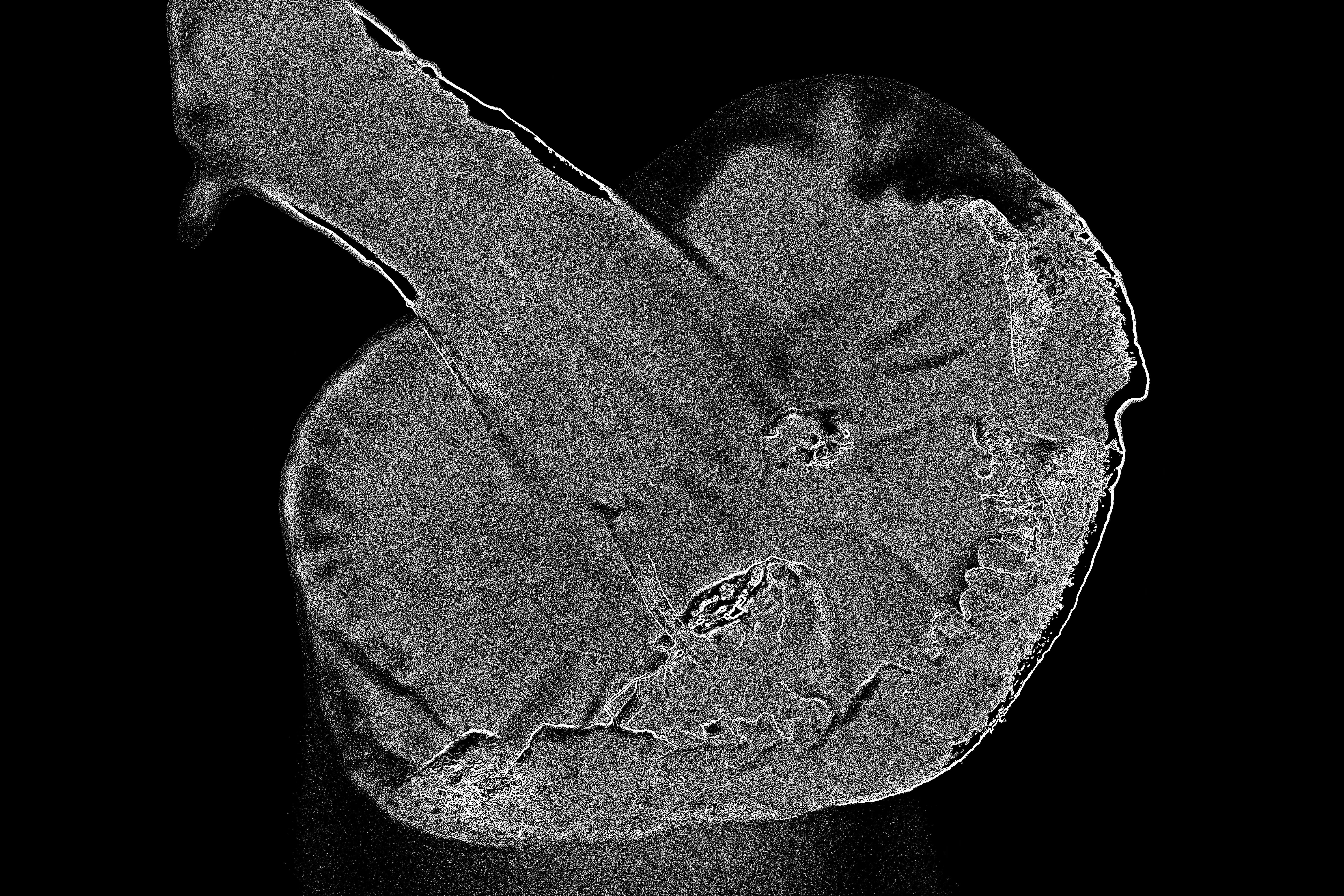 High-Contrast Cross-Section: A Glimpse into the Inner Form