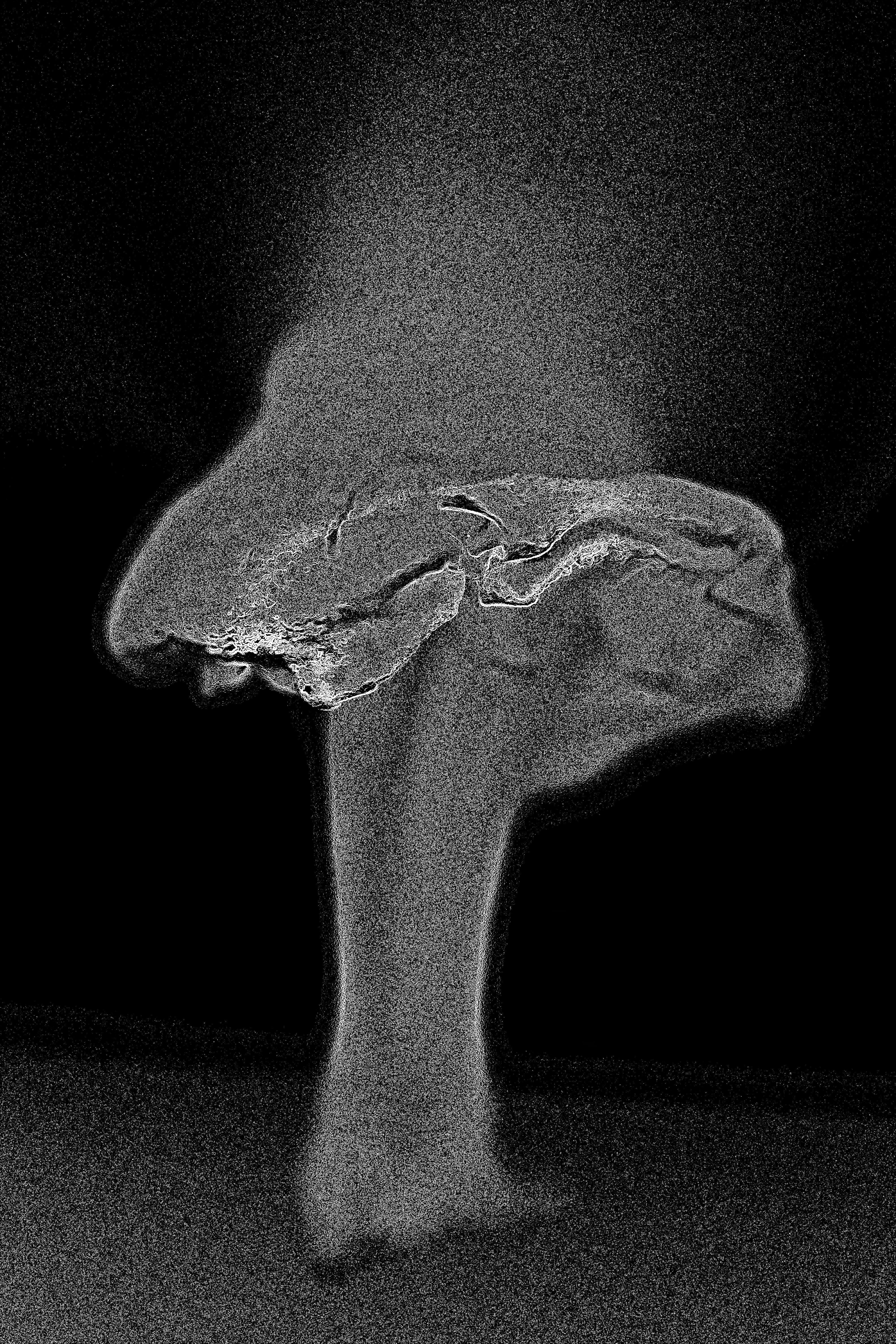 Whispered Peak: A Cross-Section of Bone in Silence
