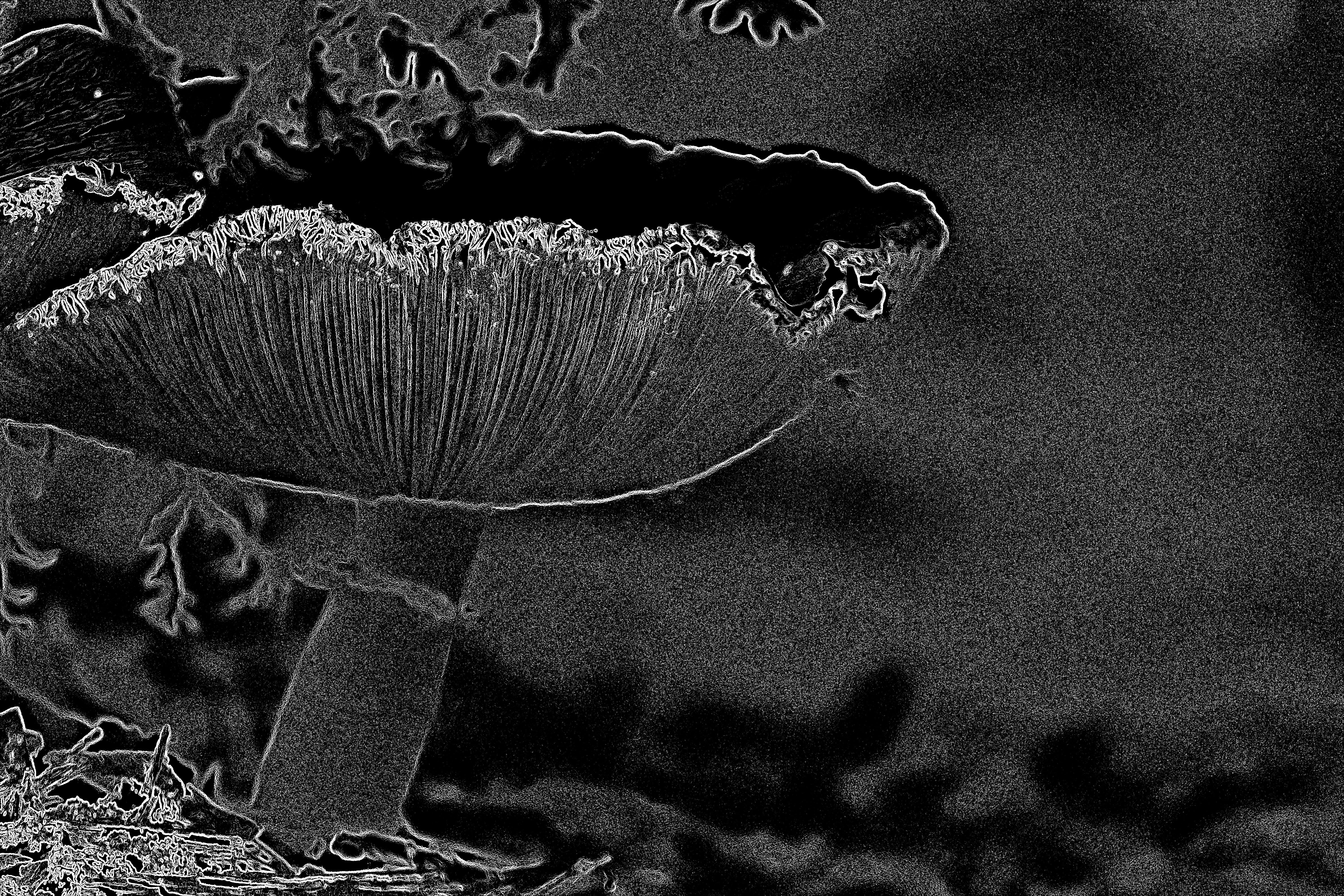 Mushroom Sentinel: A High-Contrast Macro Portrait