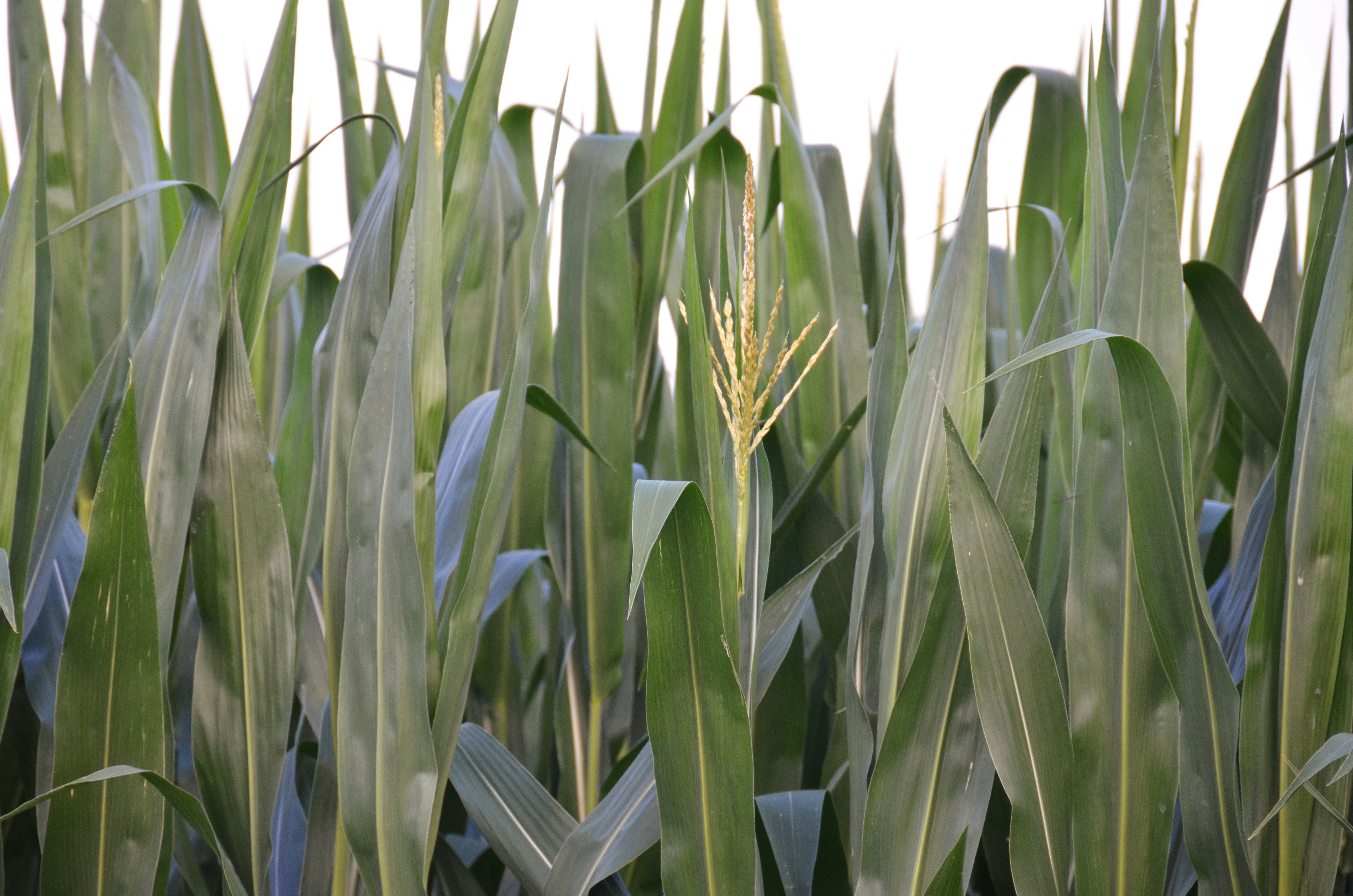 Cornfield in Focus: A Quiet Center Amidst Green Stems