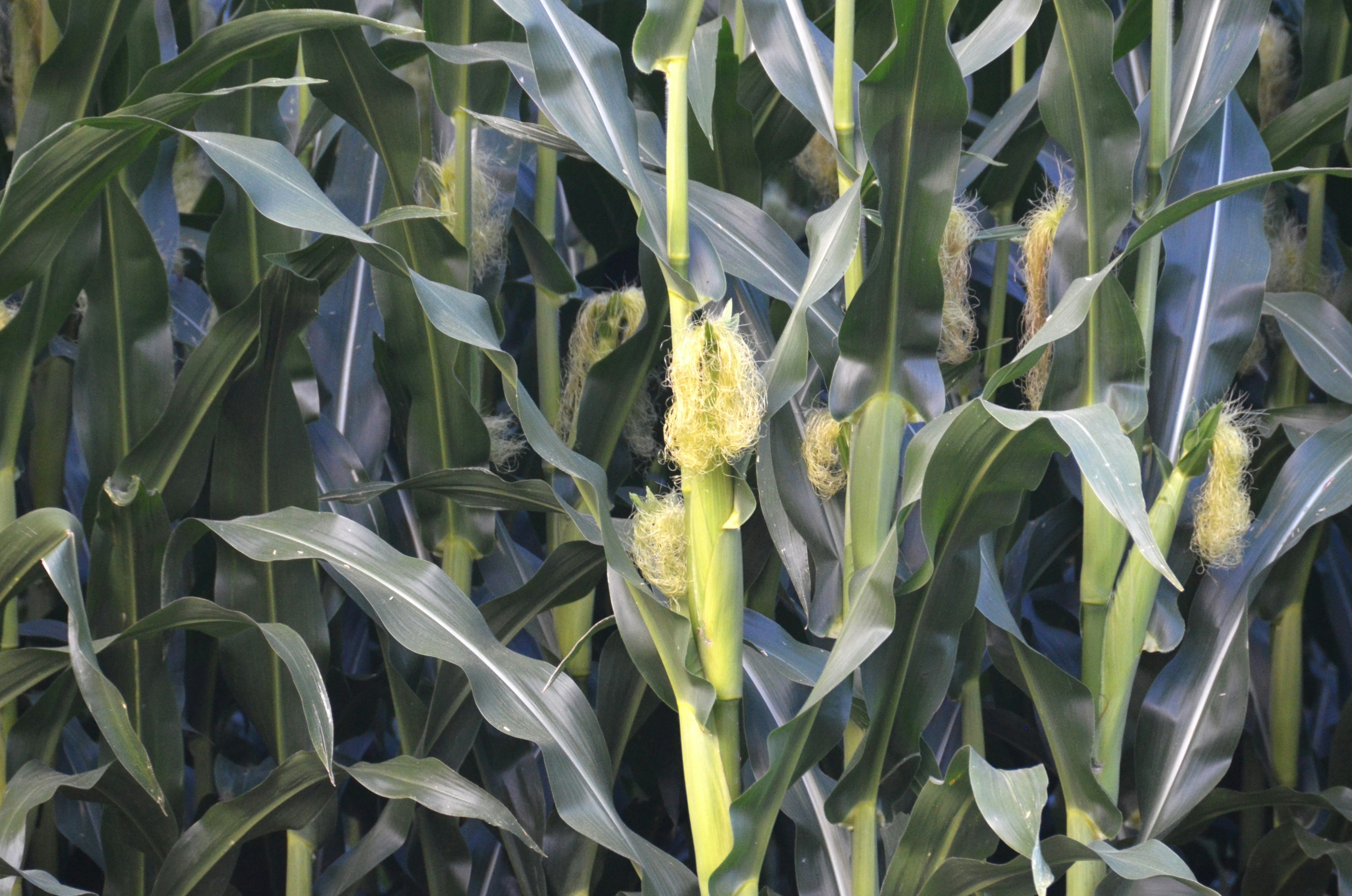 Midfield Corn Stalks: Luminous Tassels Among Dense Green