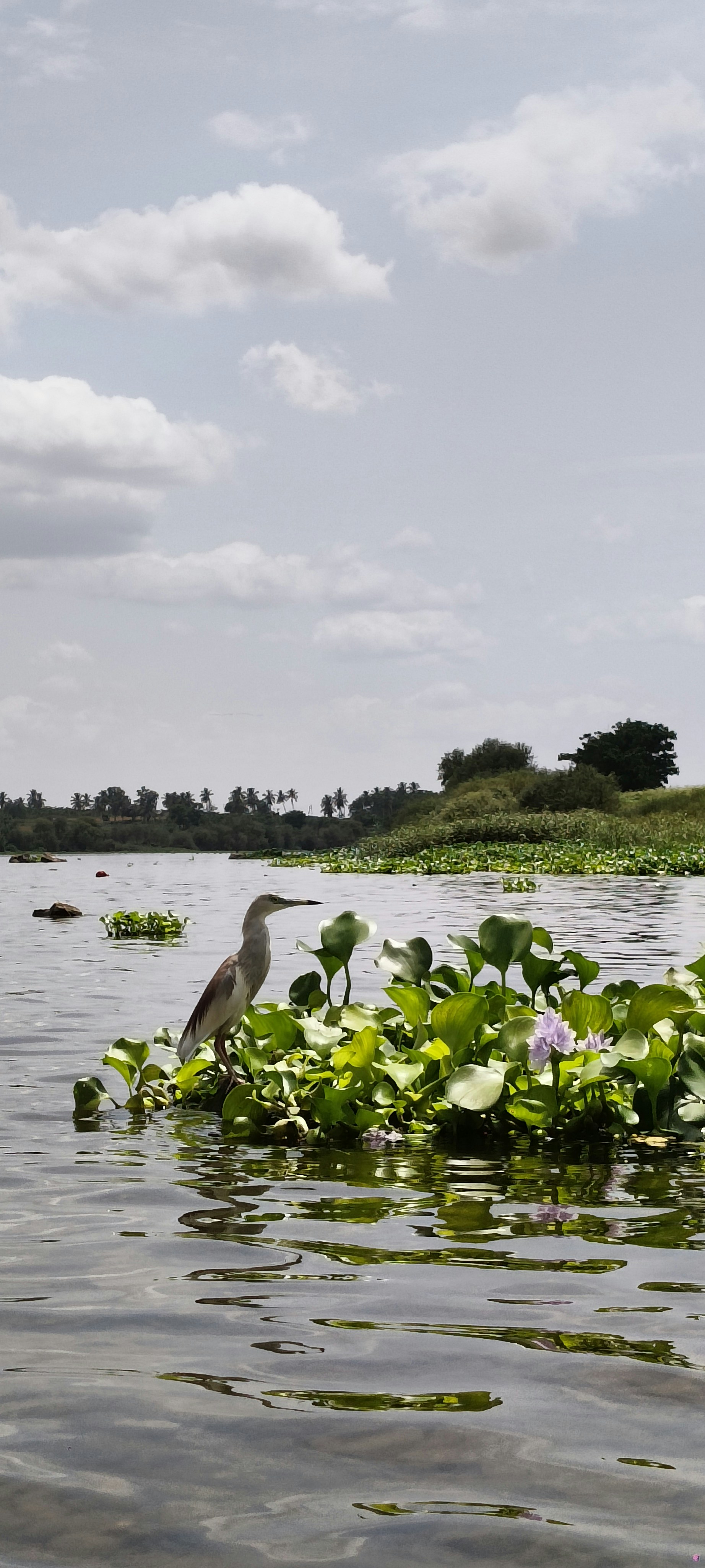 Heron on water plants in a calm river.