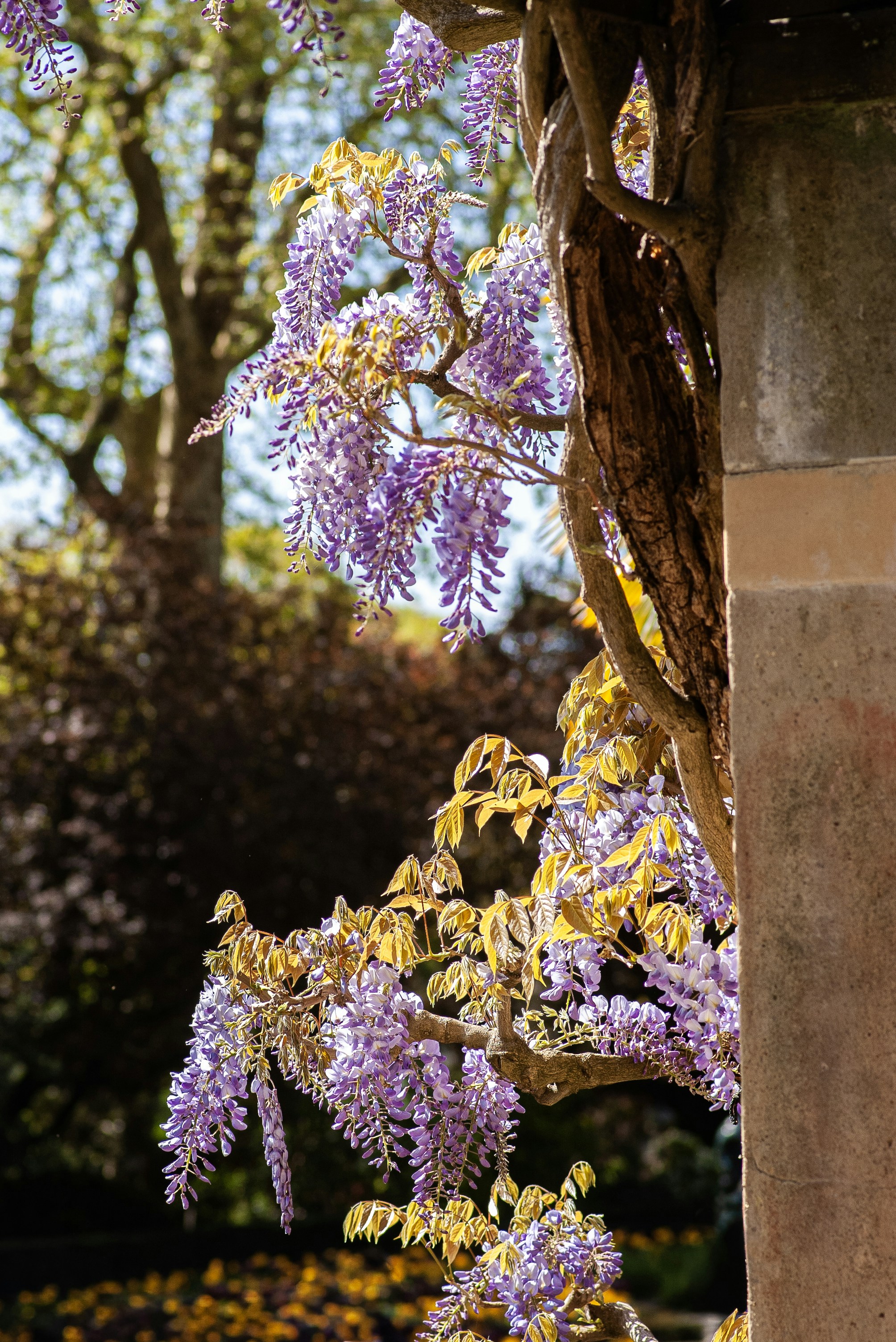 Purple Wisteria Curtain on a Stone Corner