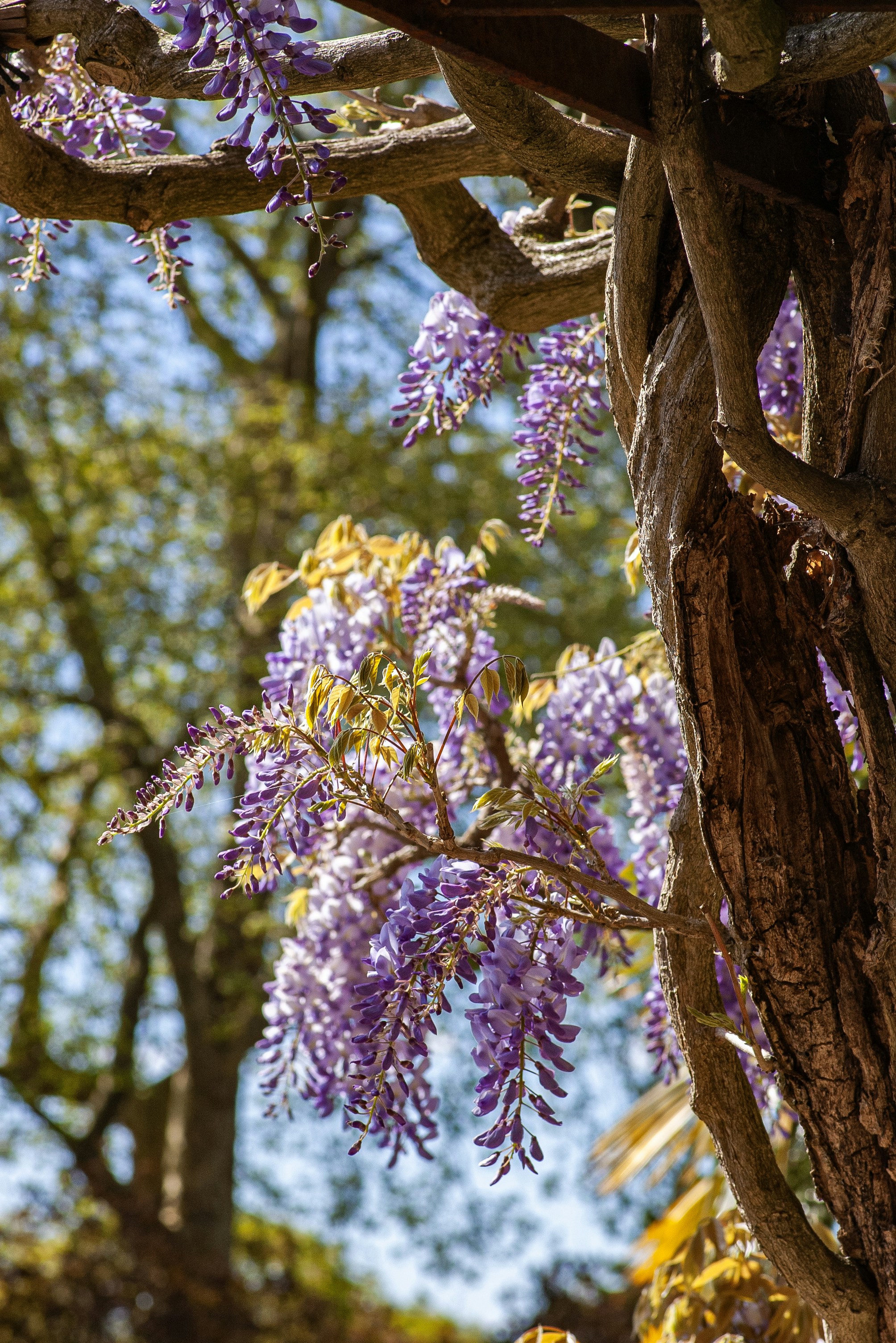 Purple wisteria blossoms drape a gnarled trunk in bright daylight, sunlight filtering through a blurred garden backdrop.