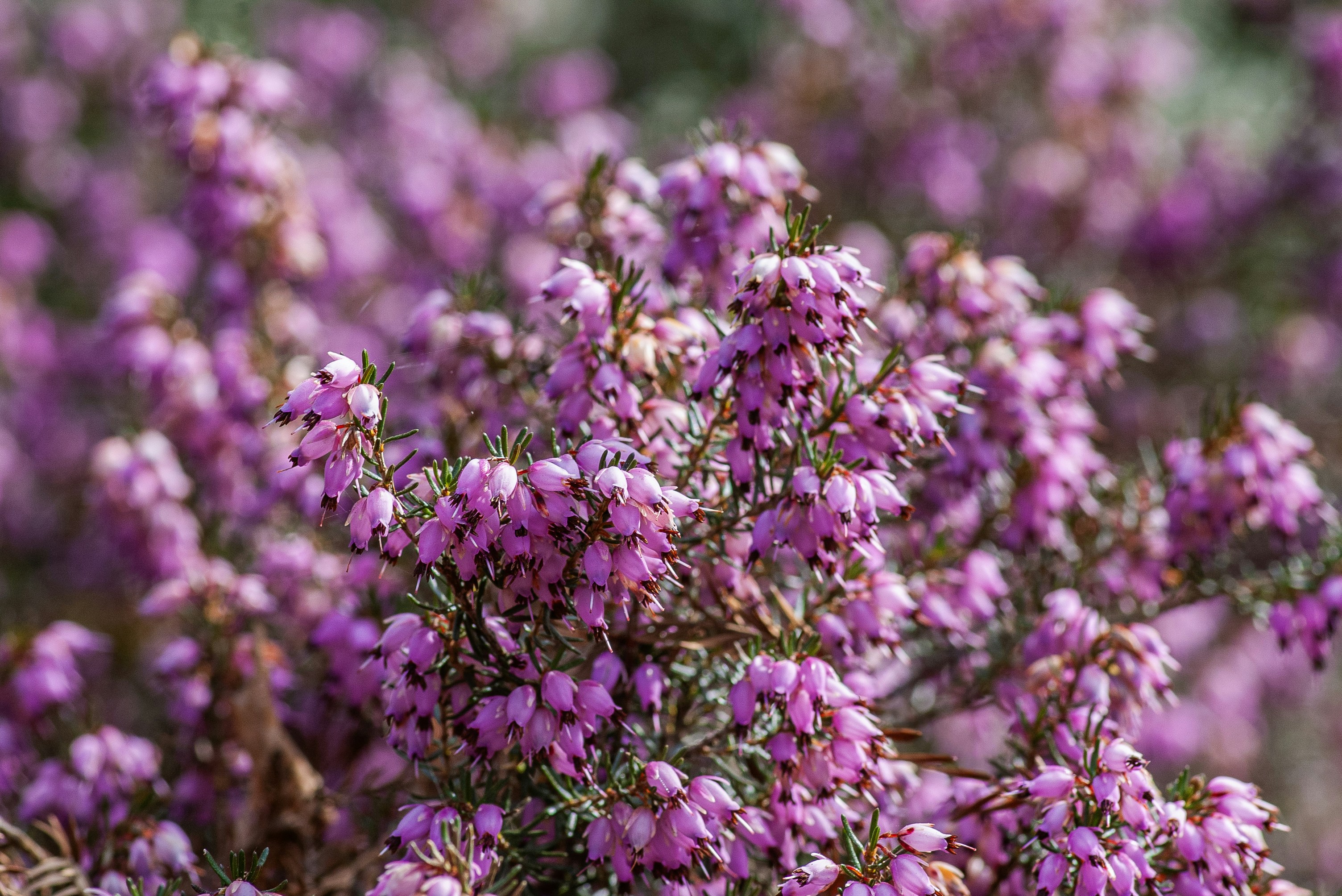 Violettes in Bloom: Close-Up of Lavender Hedges