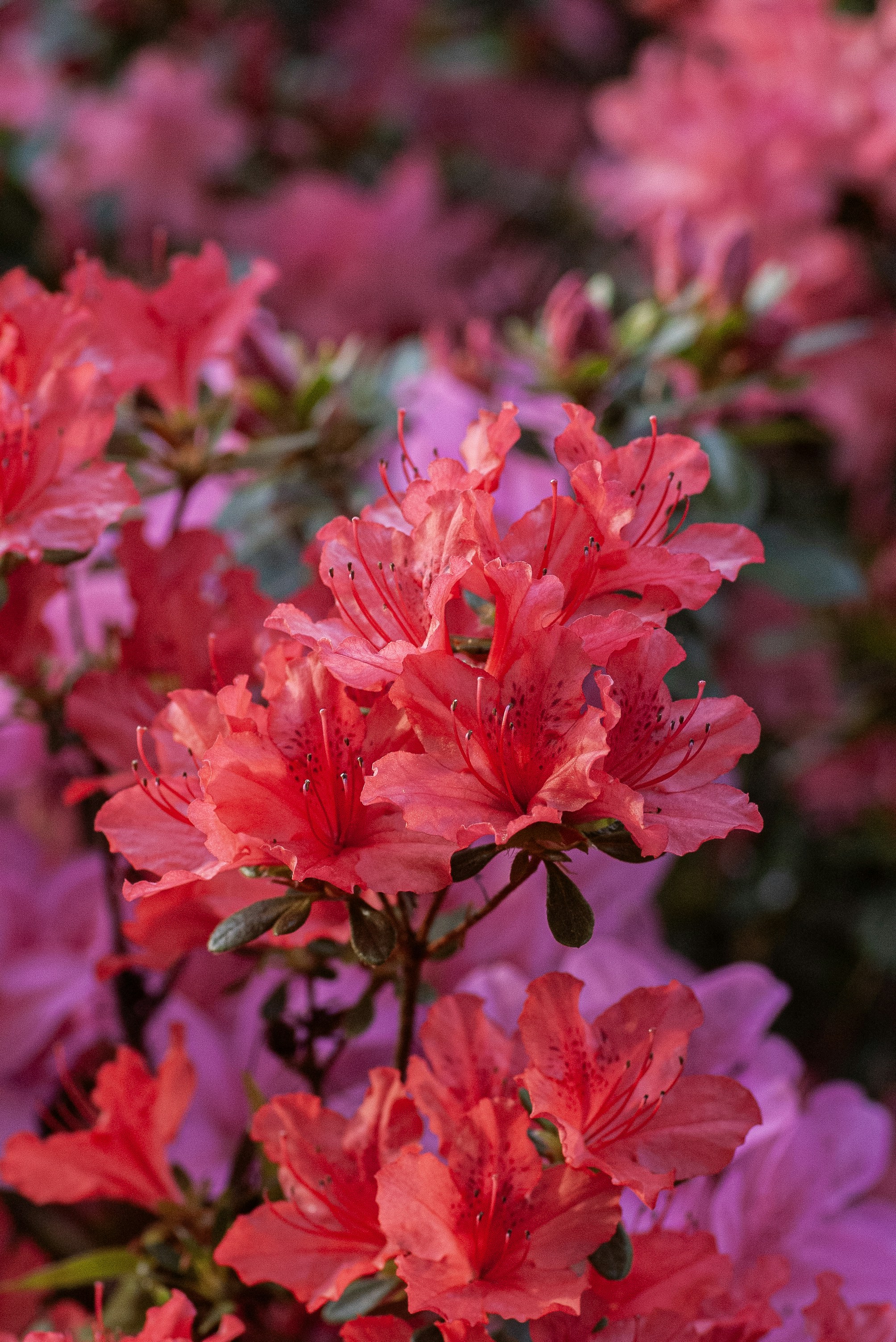 Crimson Azalea Burst: Close-up of Blooming Red Rhapsody