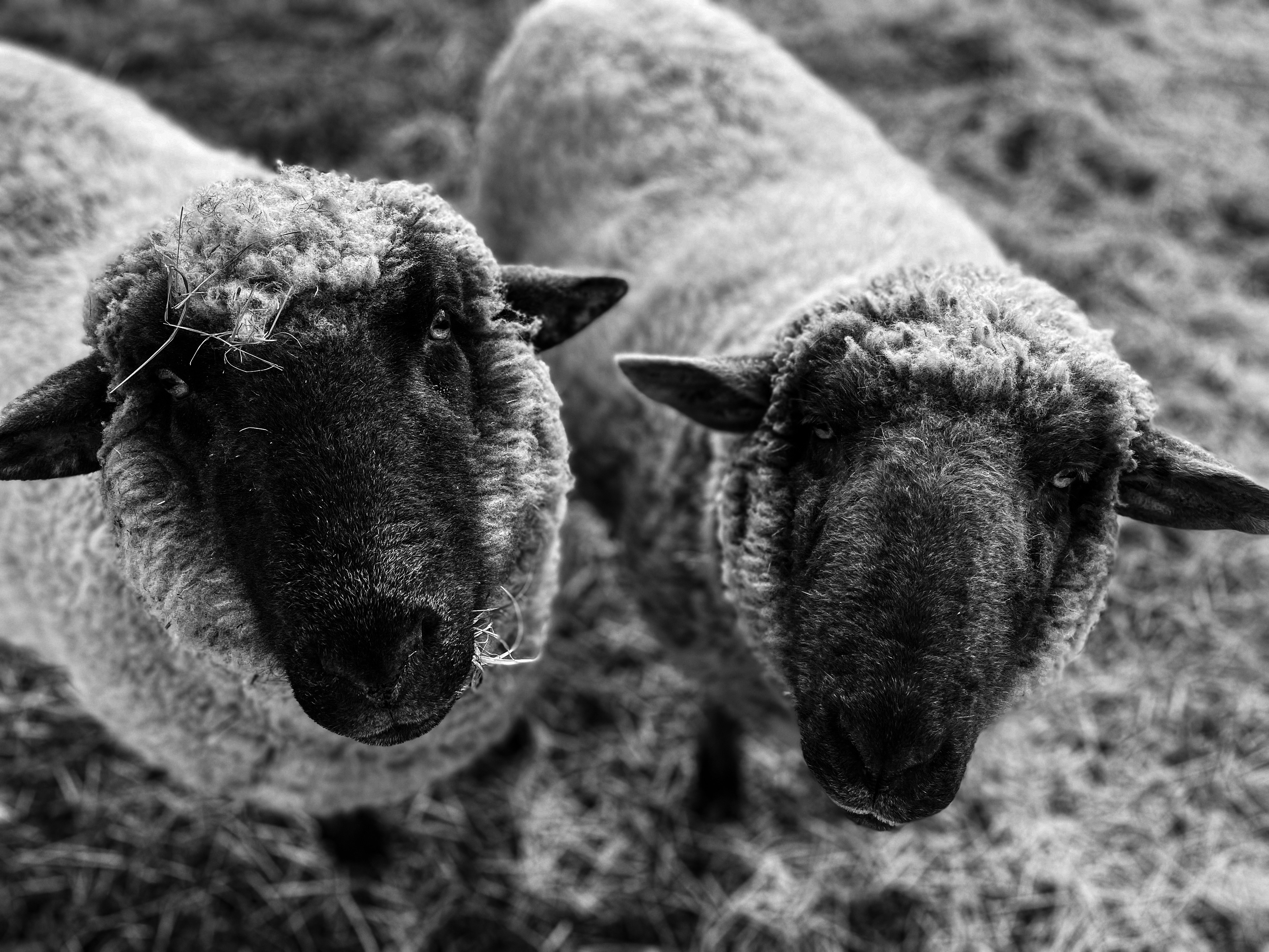Two Woolly Watchers Stare Down the Field