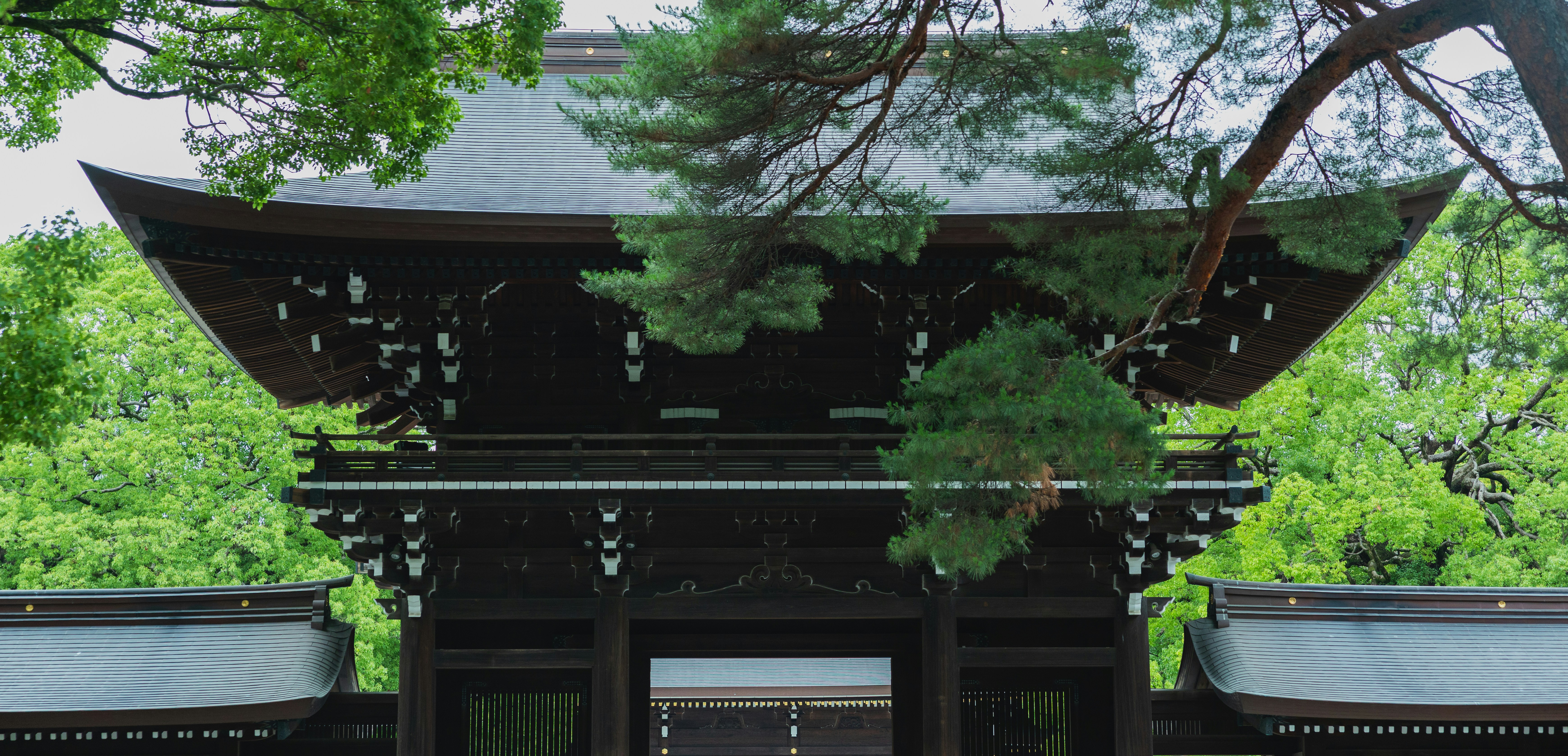 Gateway Through the Green Canopy: A Tranquil Temple Entrance