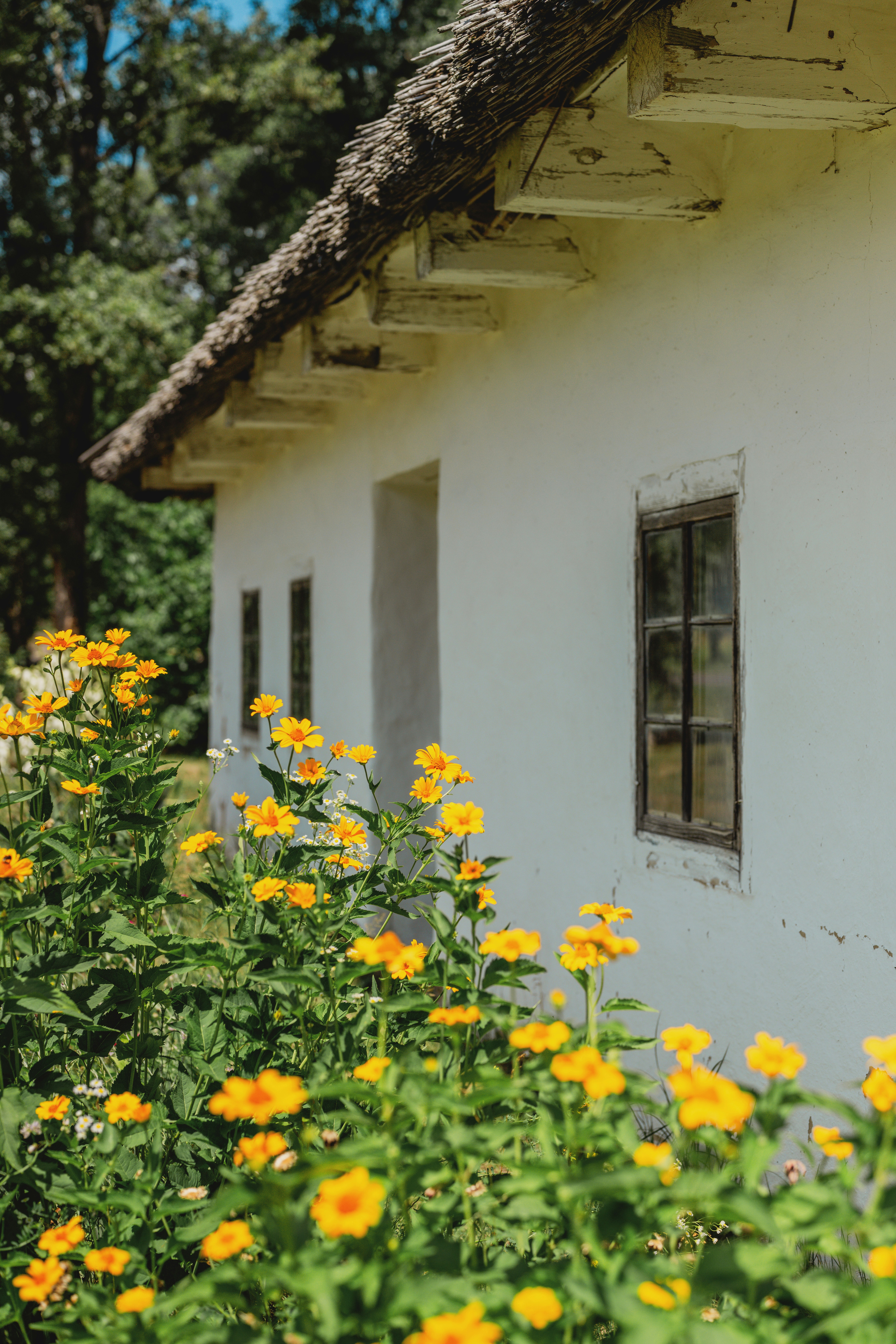 Sunlit Cottage with Field of Golden Blooms