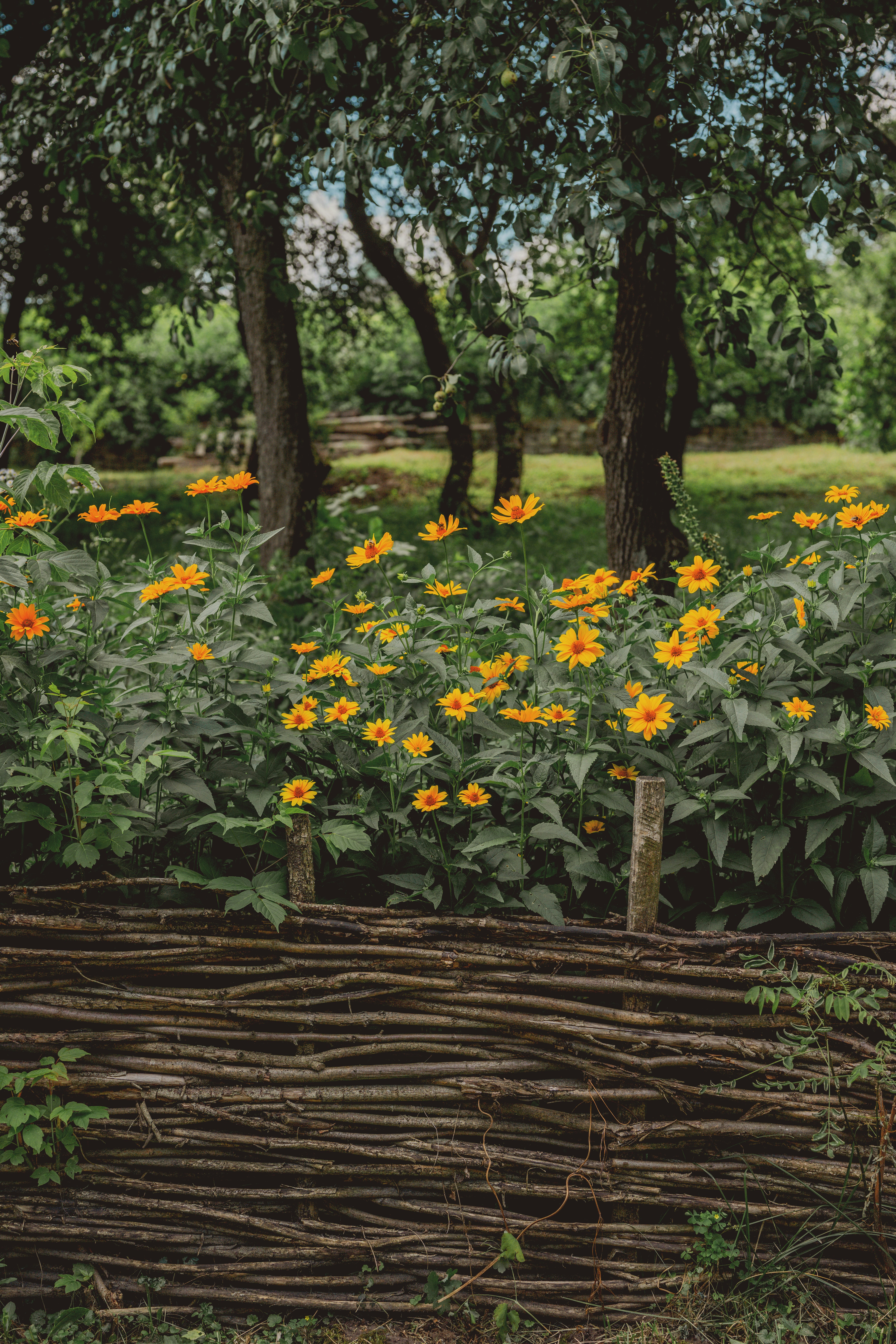 Sunlit Orange Blooms Drifting Over a Rustic Woven Fence