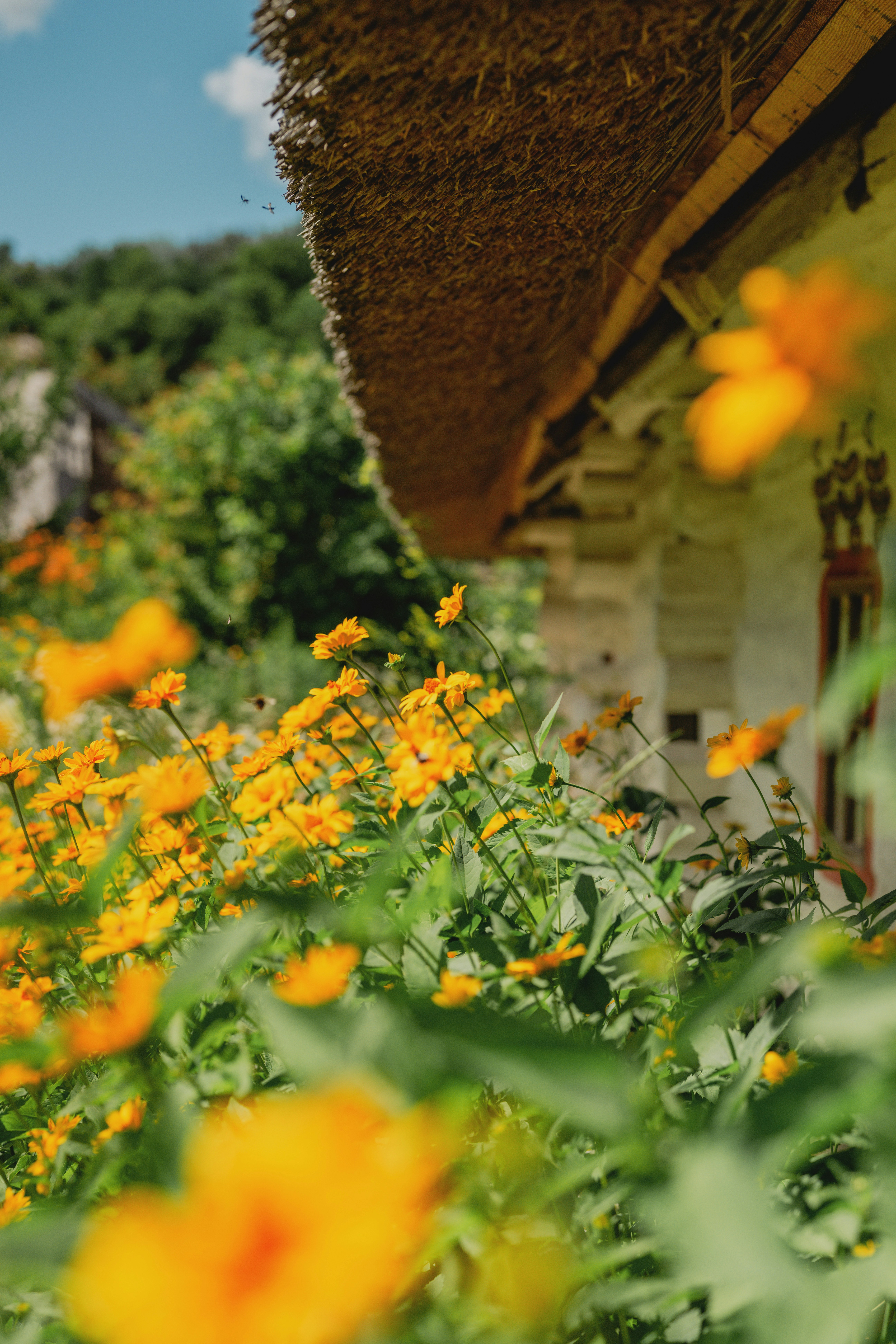Sunlit Marigolds by a Rustic thatch and Wall