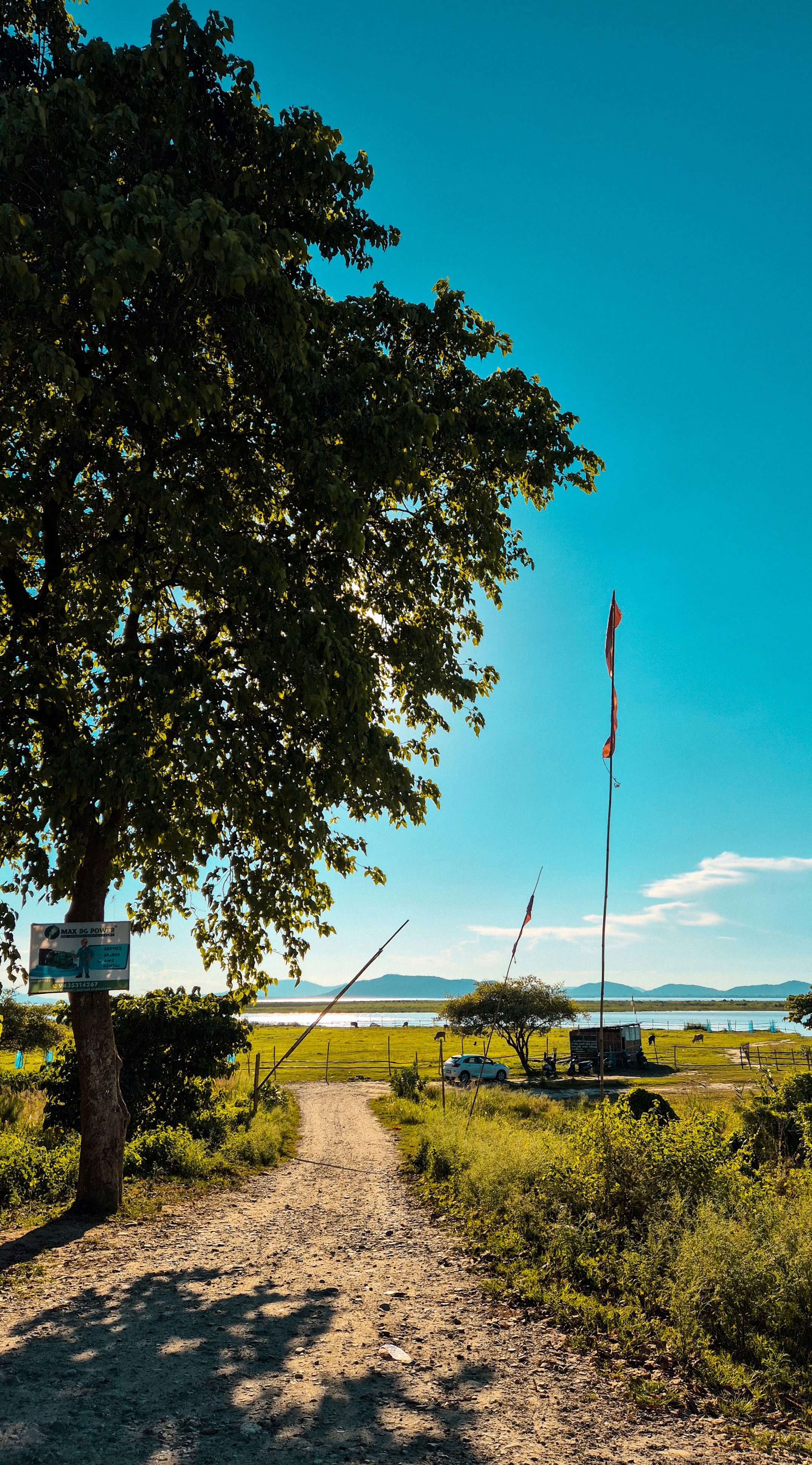 Path to the Lake: A Sunlit Journey Under a Tall Tree