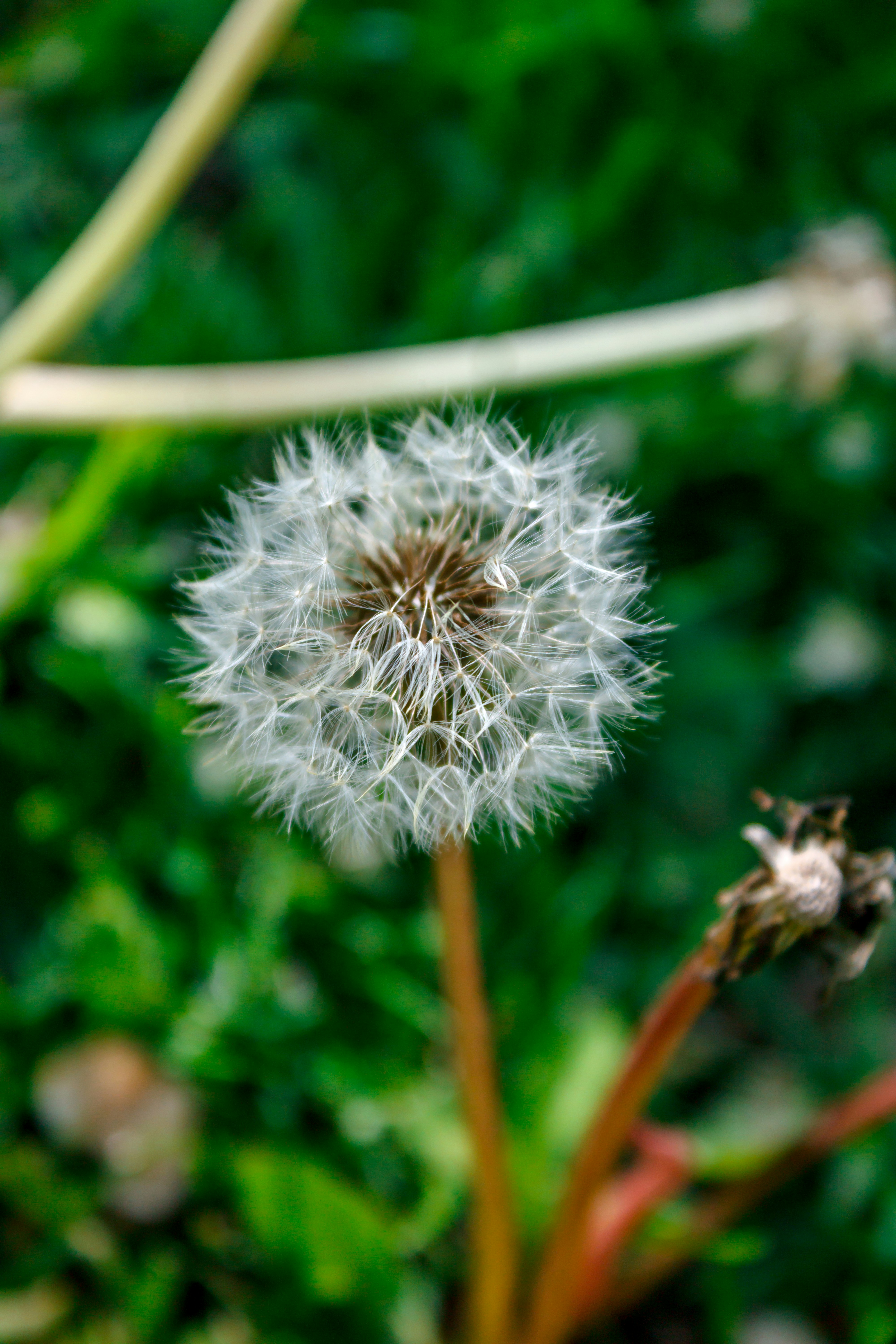 Dandelion Seed Compass Glistening in Spring Green