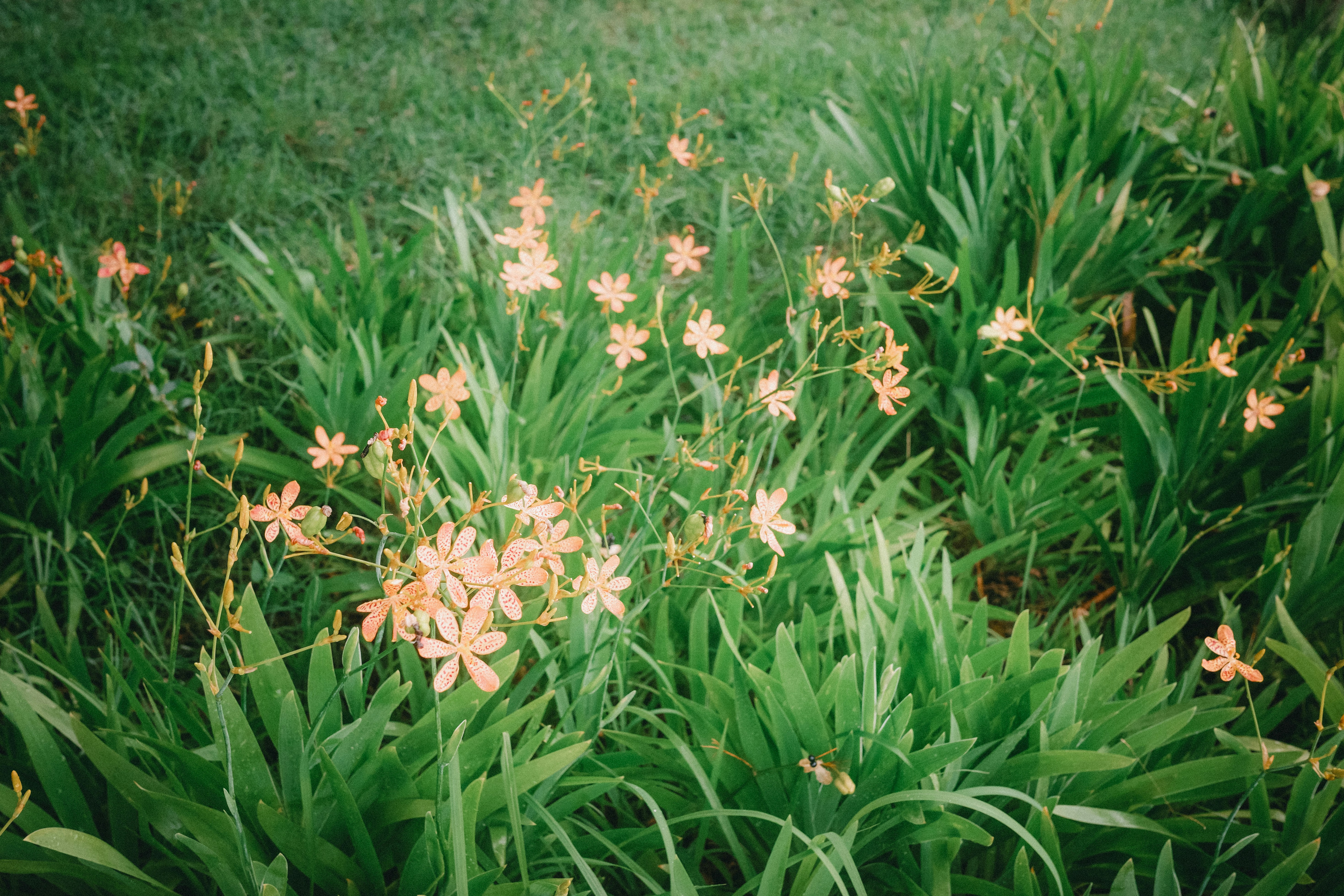 Soft Coral Bloom in a Garden Bed